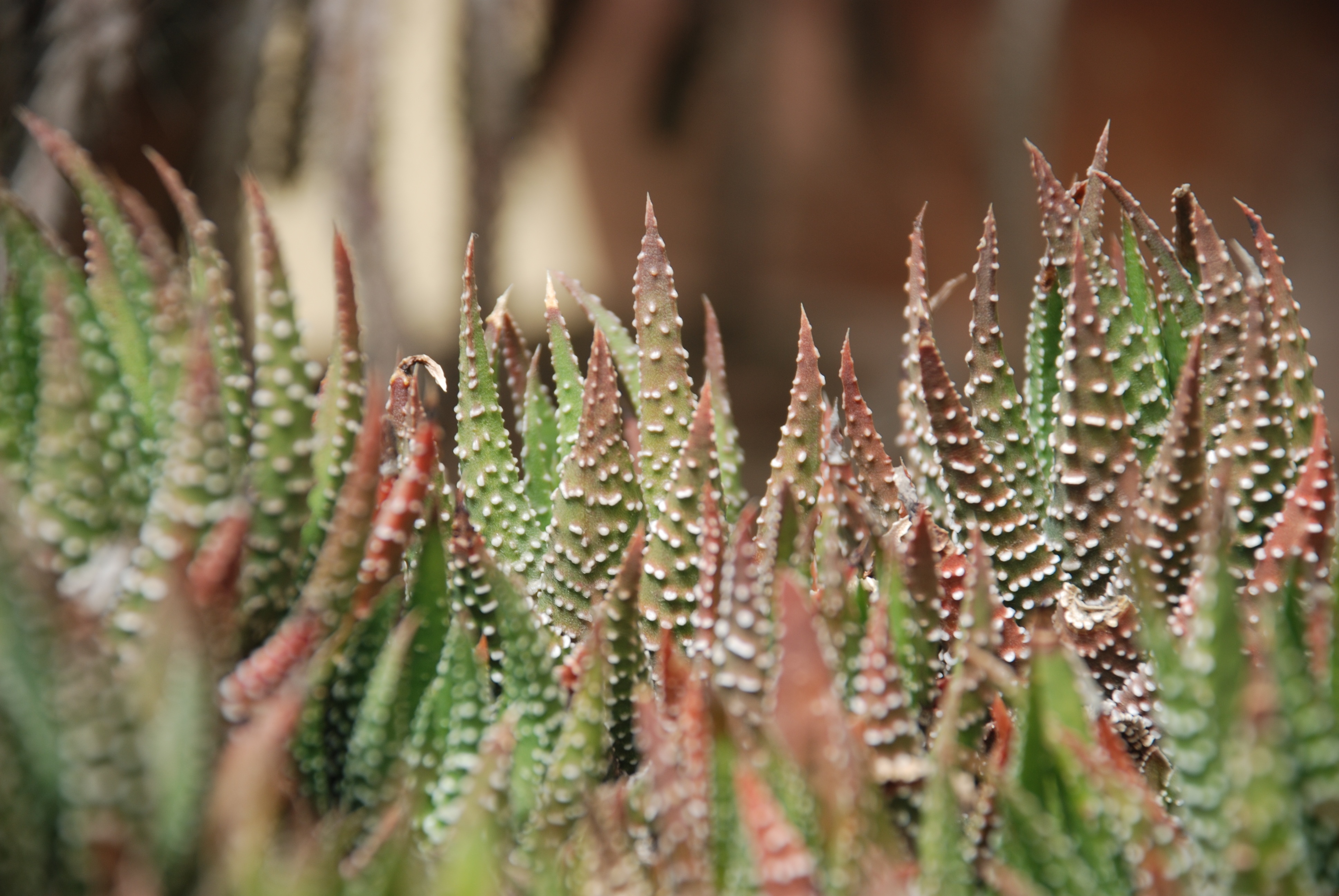 Plants Green Thorns free image download