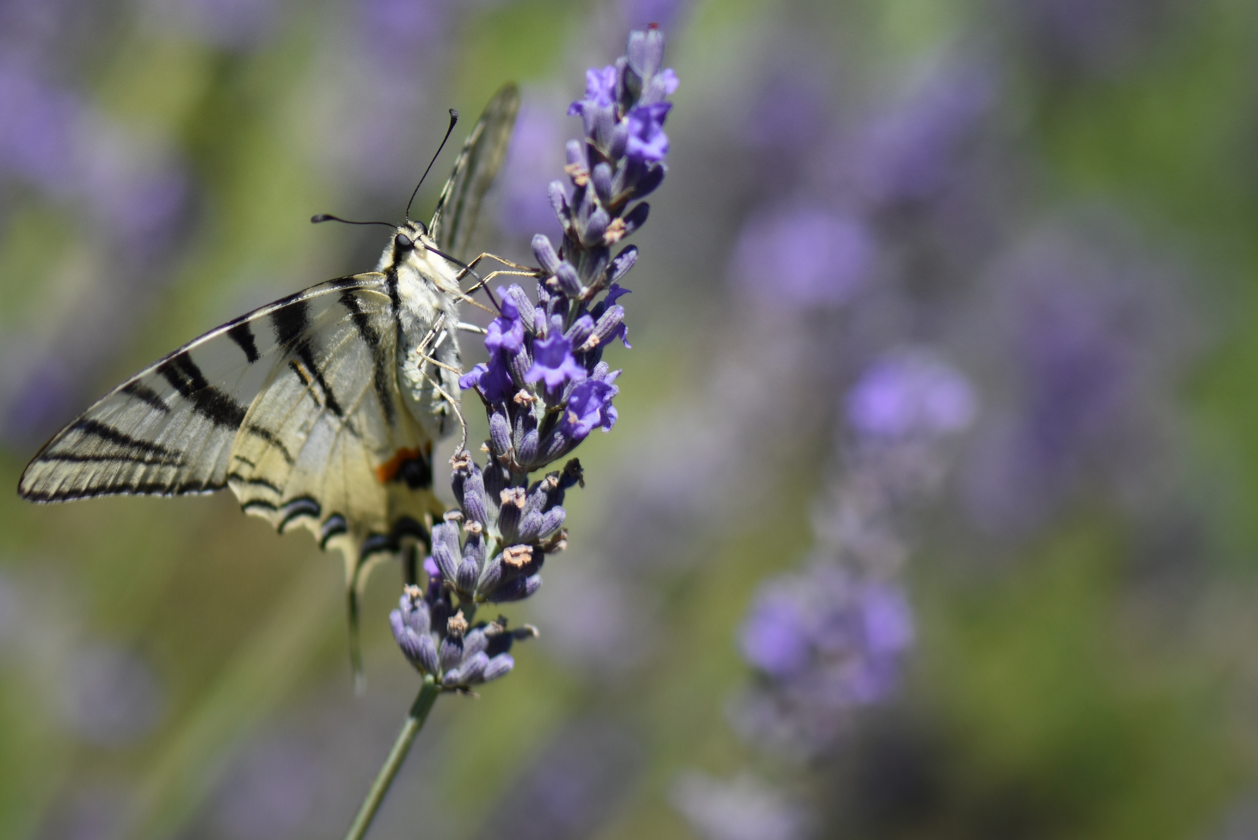 Butterfly Nature Lavender free image download