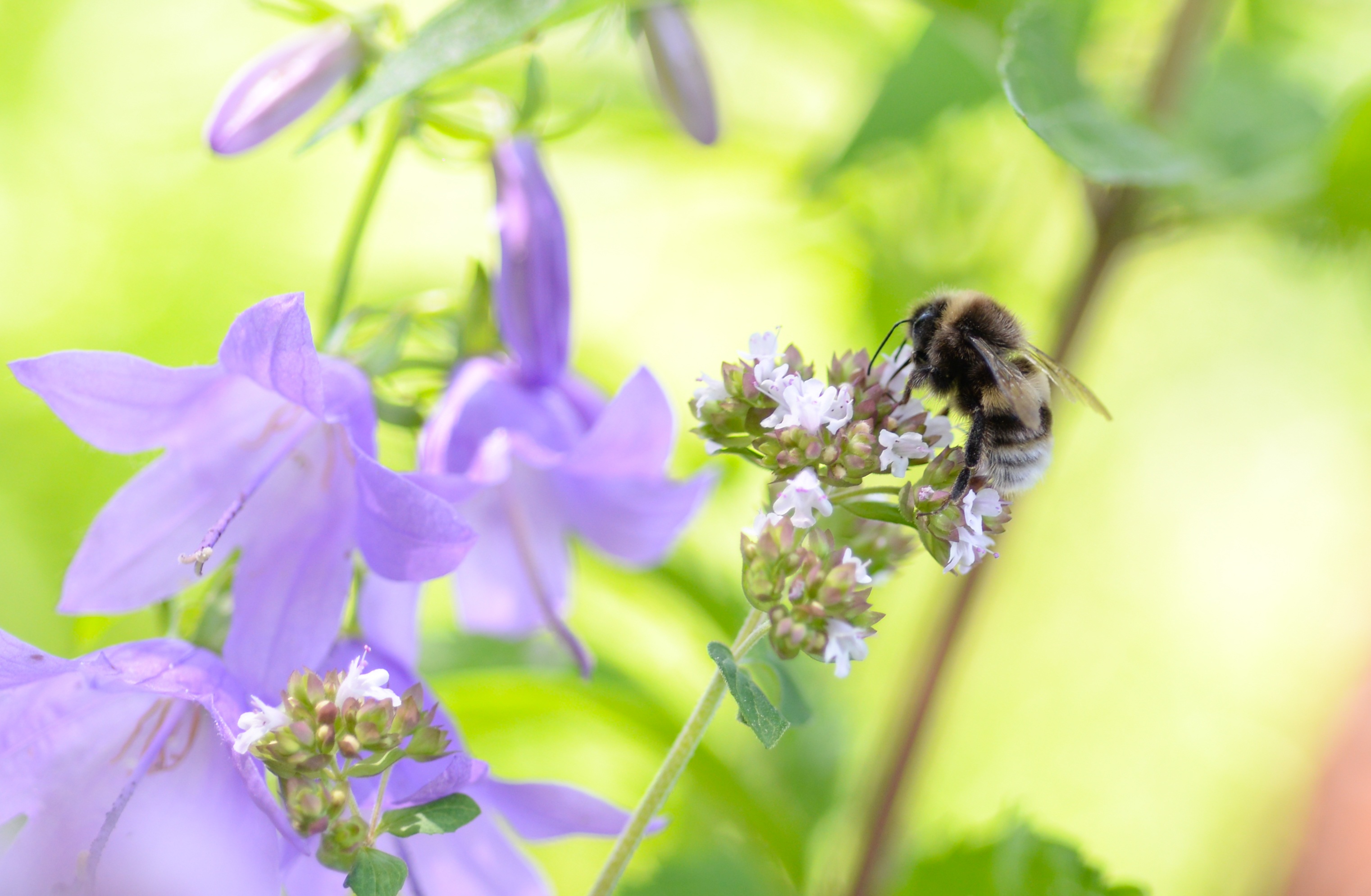 Bee Flower Macro free image download