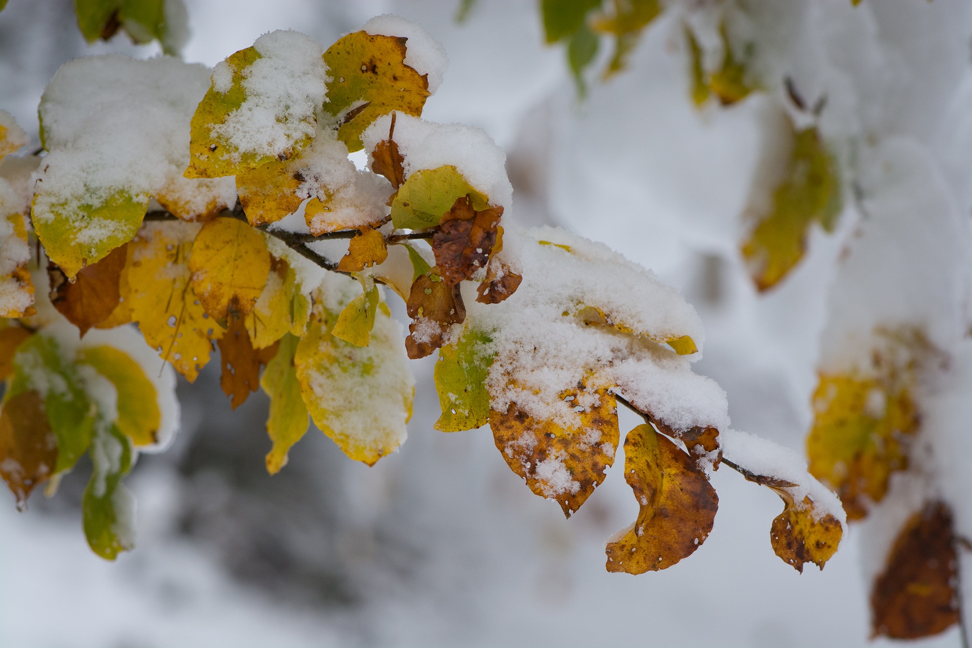 Branches Snowy Leaves free image download