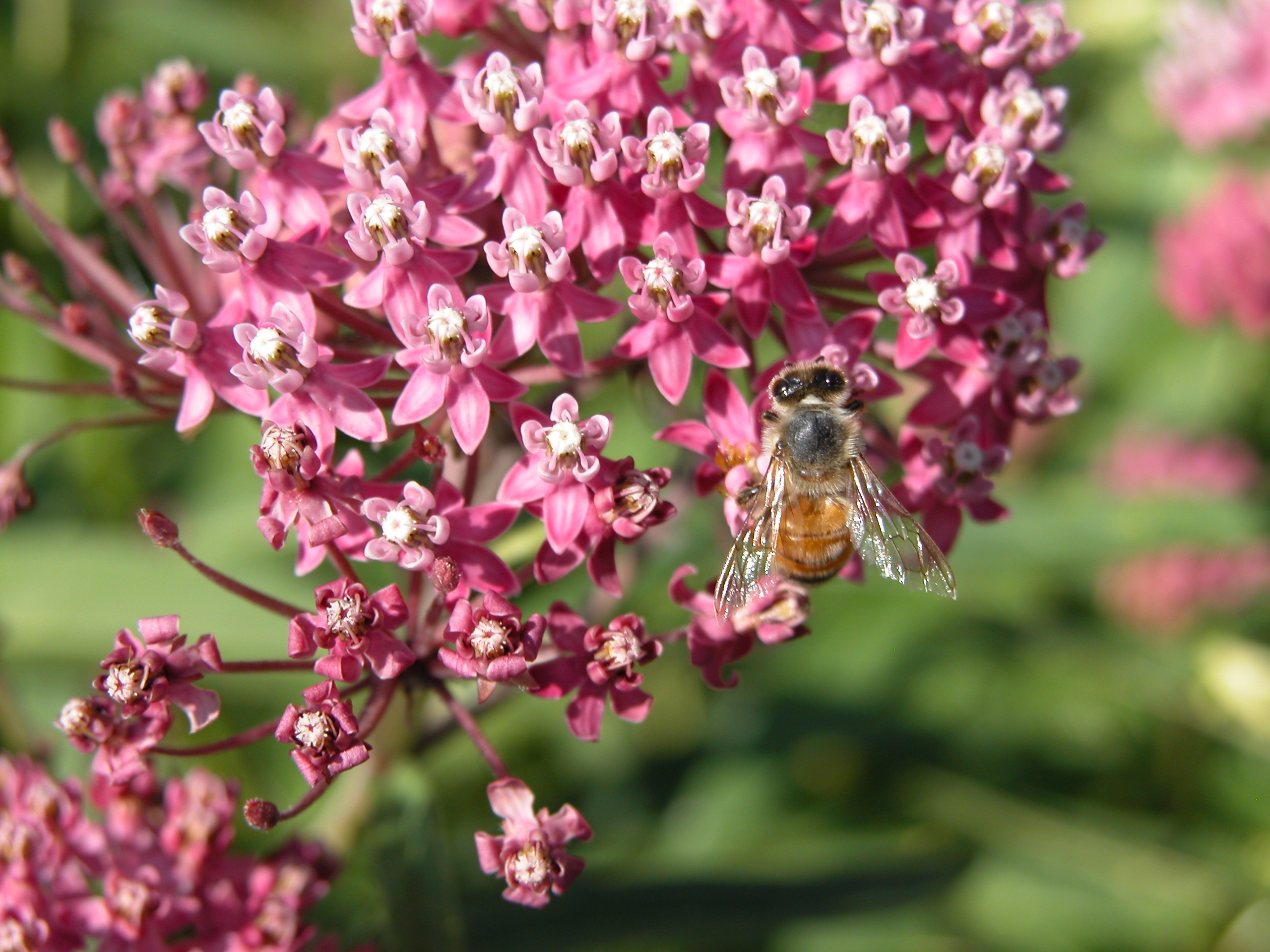 Swamp Milkweed Red Bee free image download