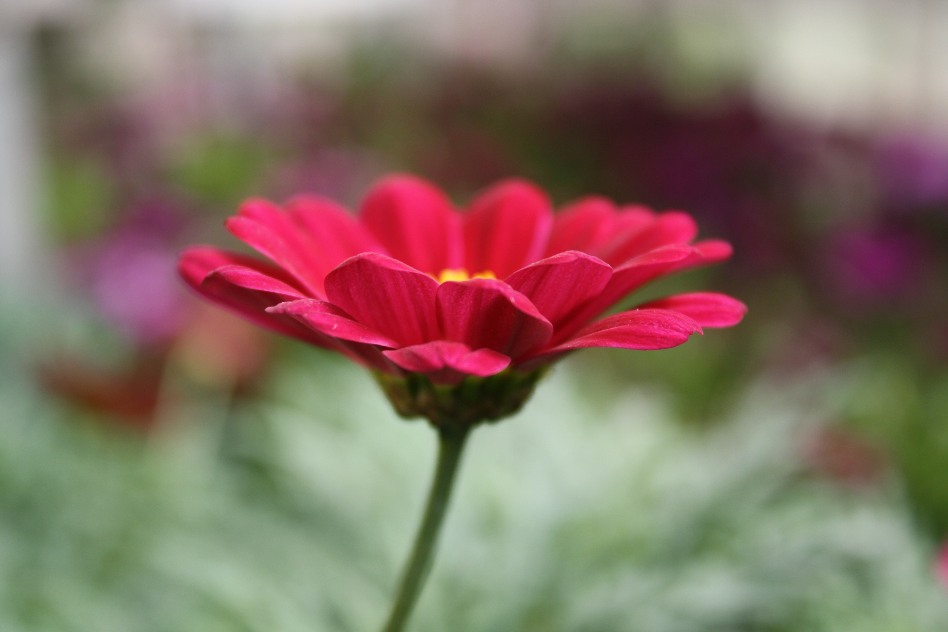 Flower Flora Nature free image download