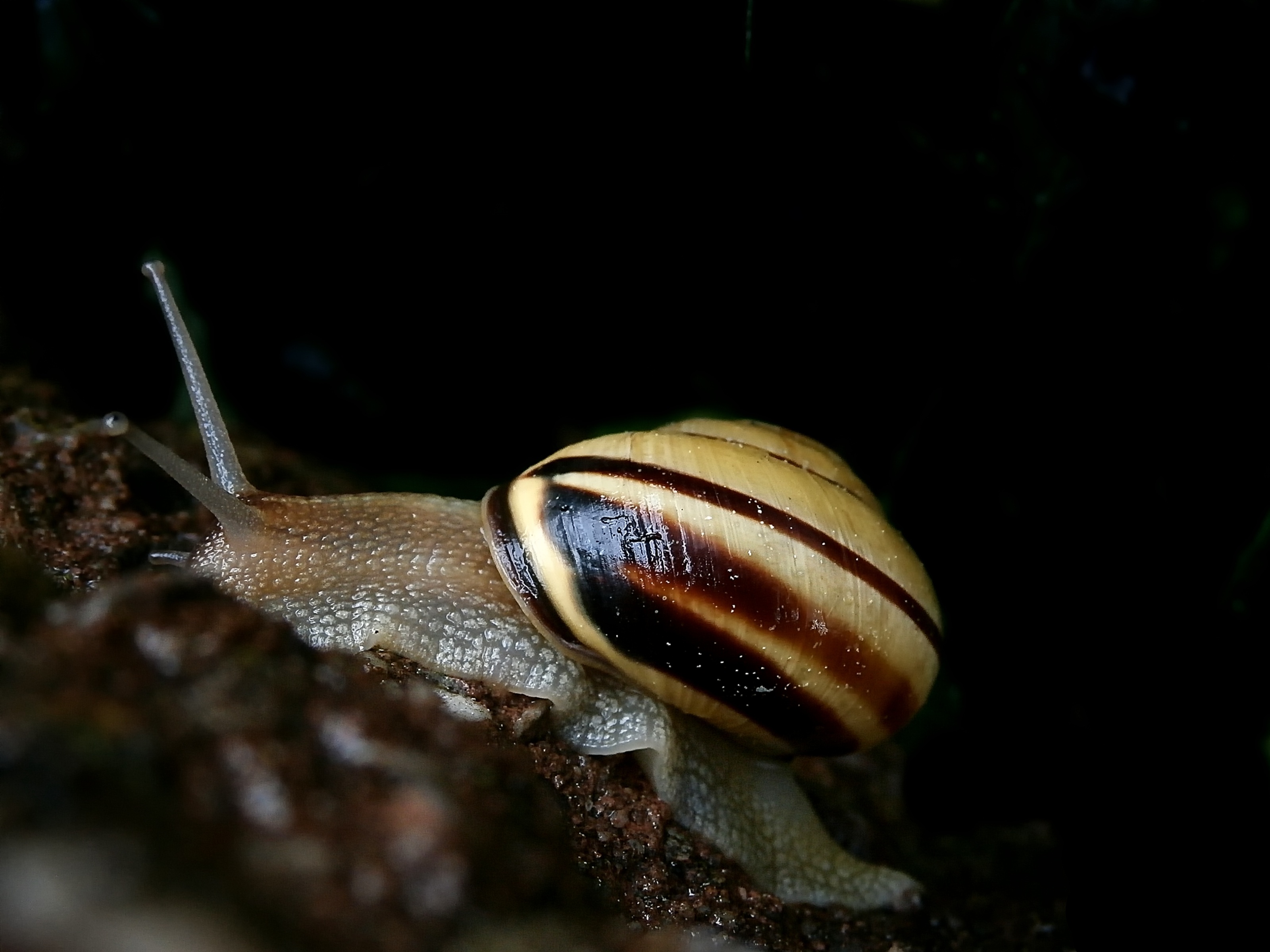 Snail Shell Close free image download