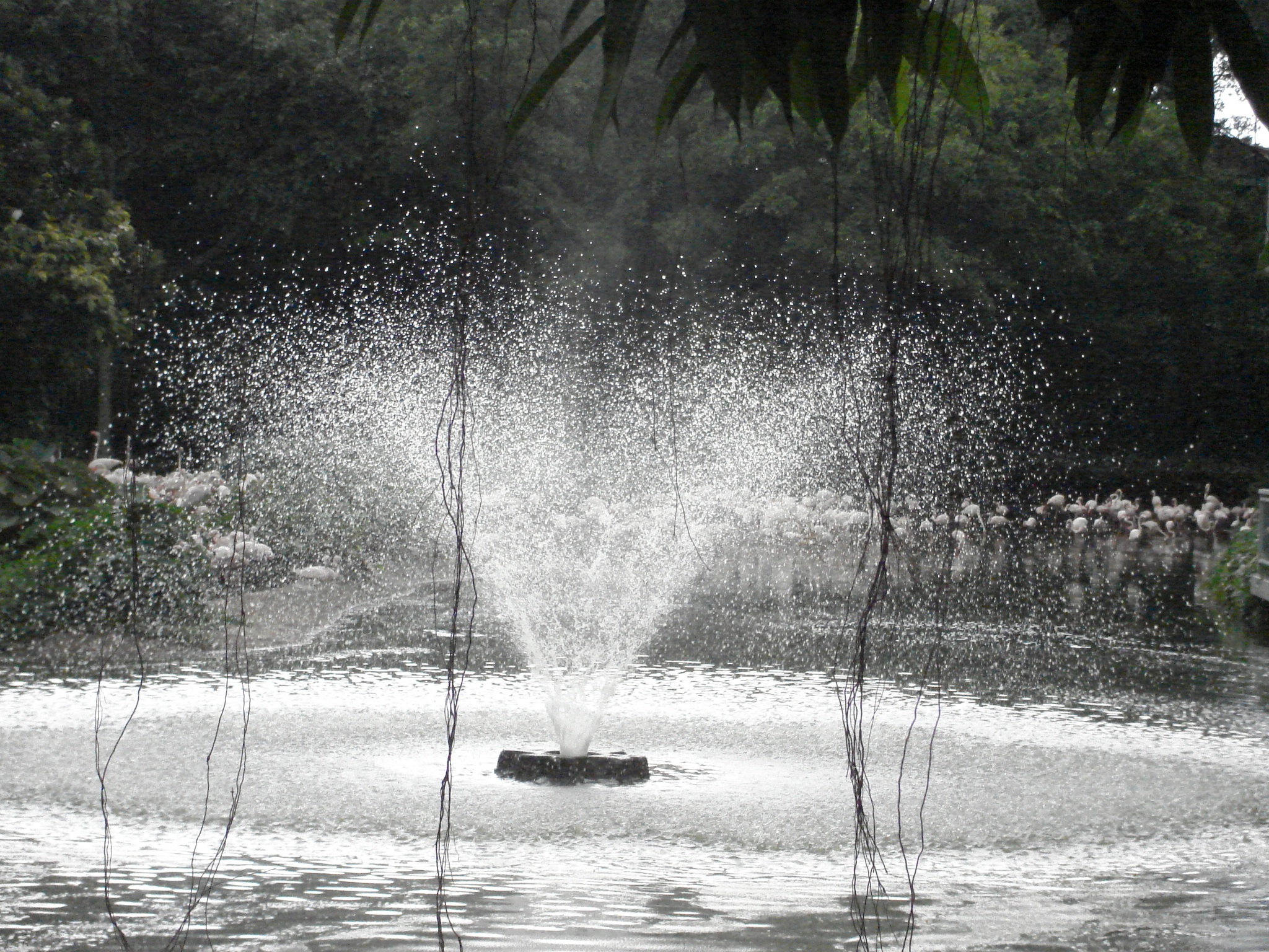 Fountain Spray free image download