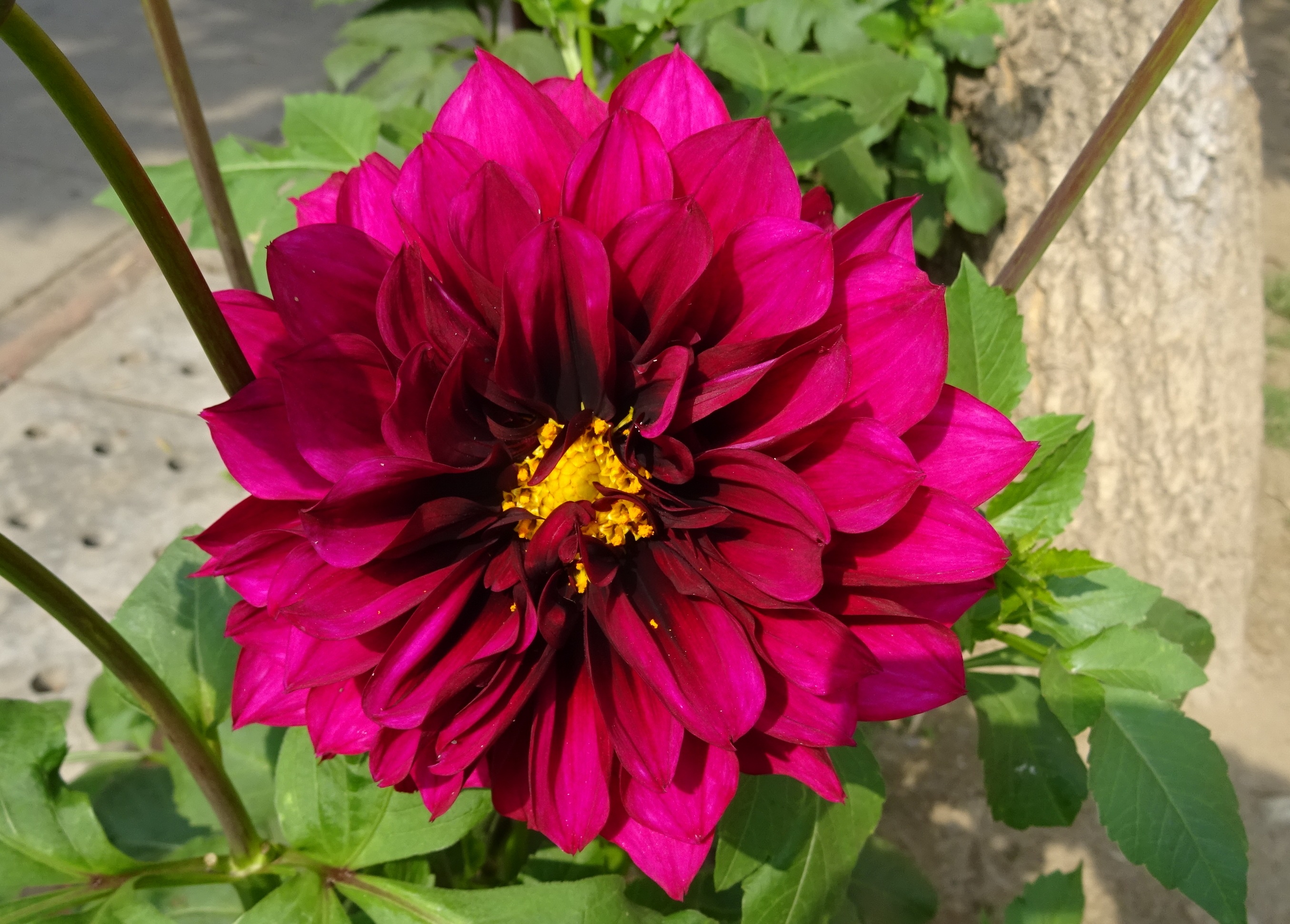 Flower Dahlia Decorative free image download