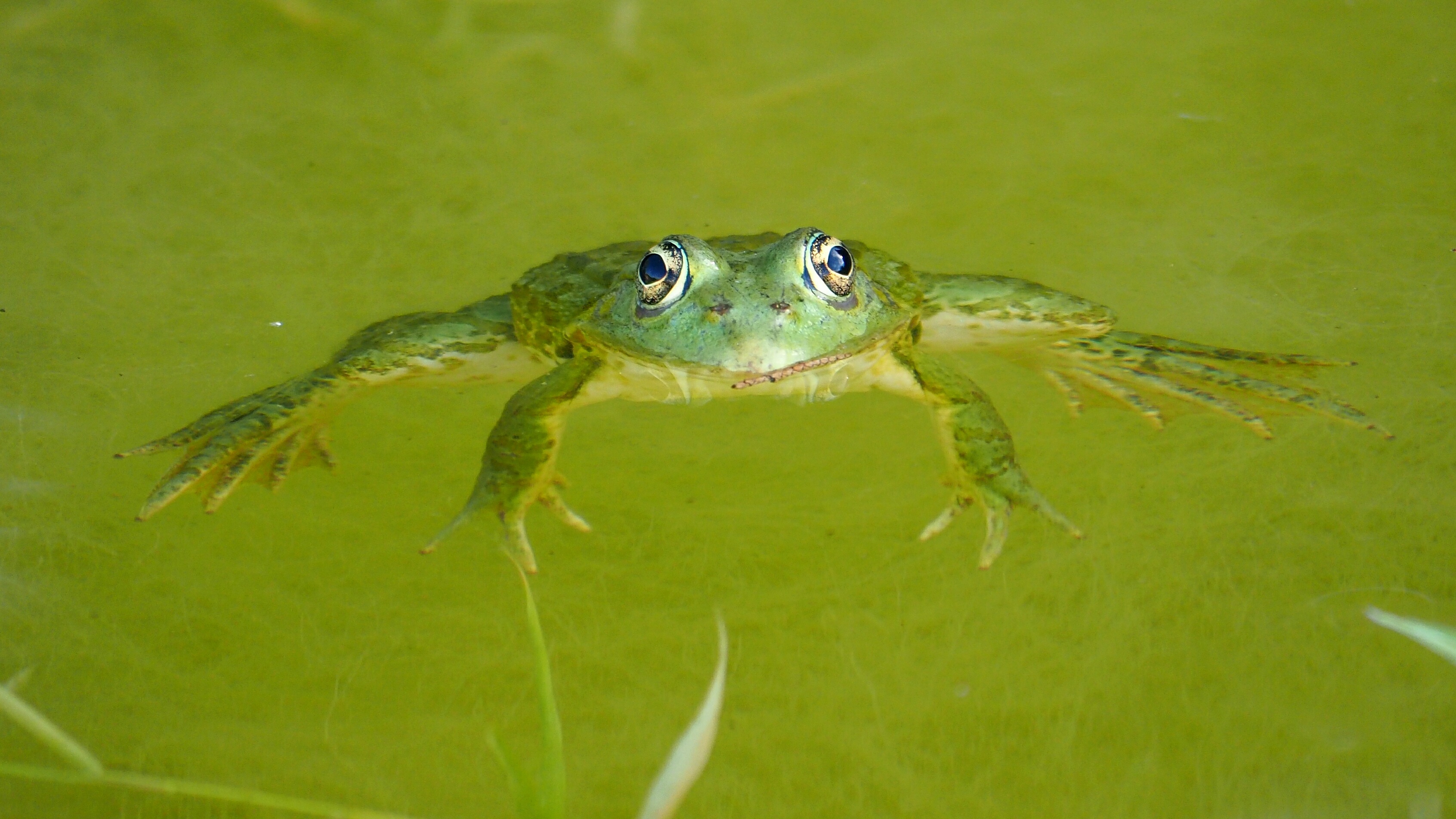 Nature Frog Pond free image download
