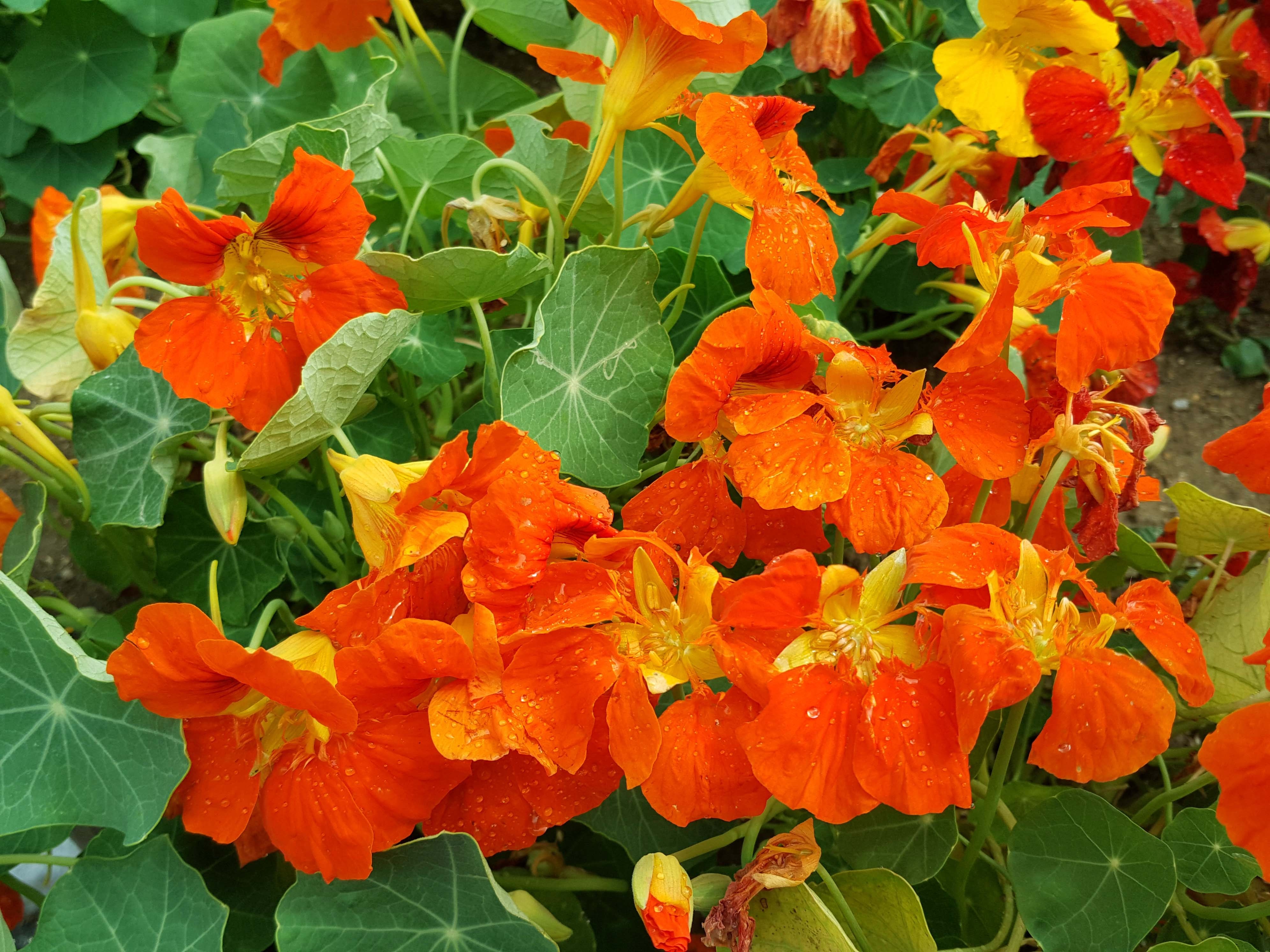 Active Call Eating Flower free image download