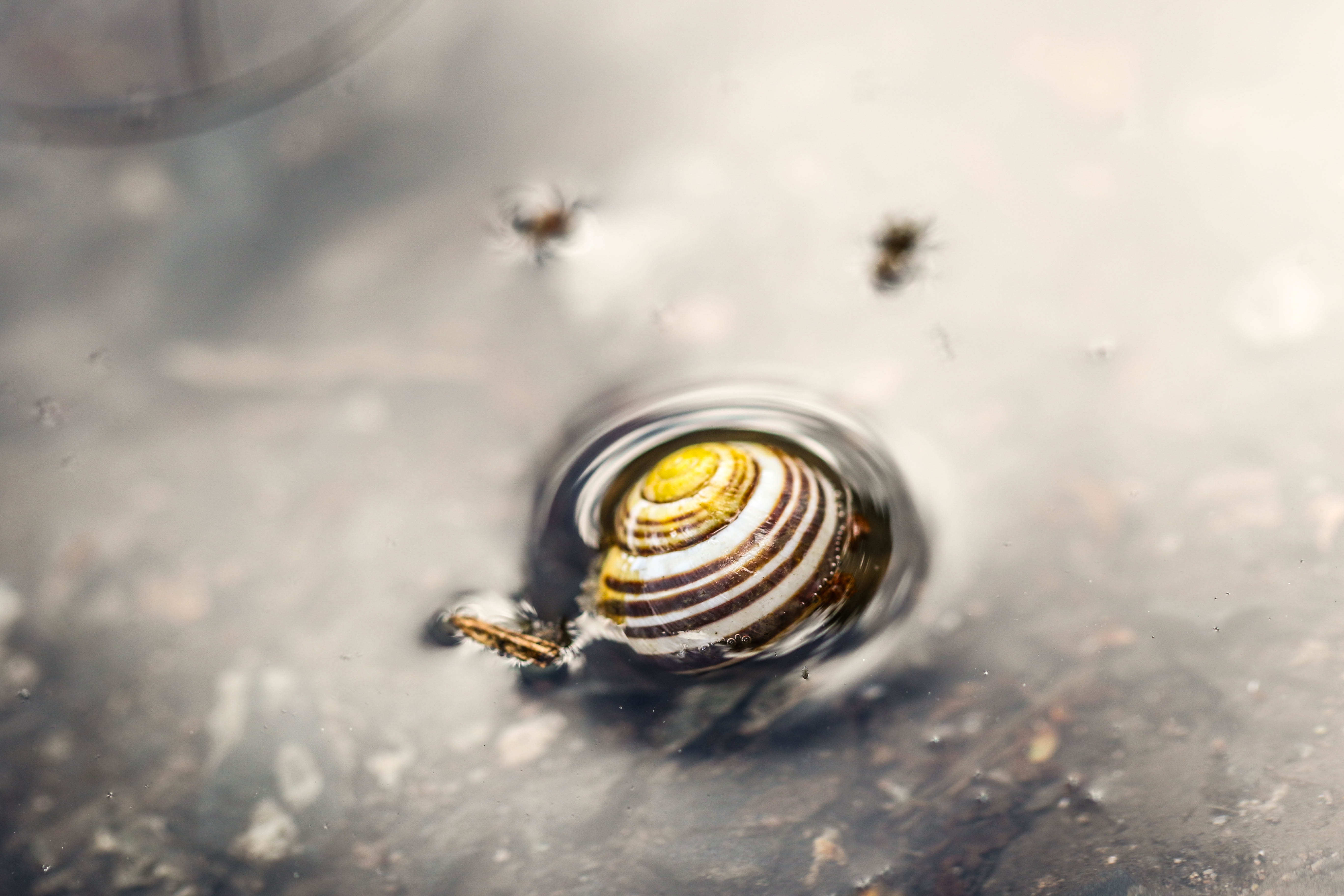 Snail Puddle Water free image download