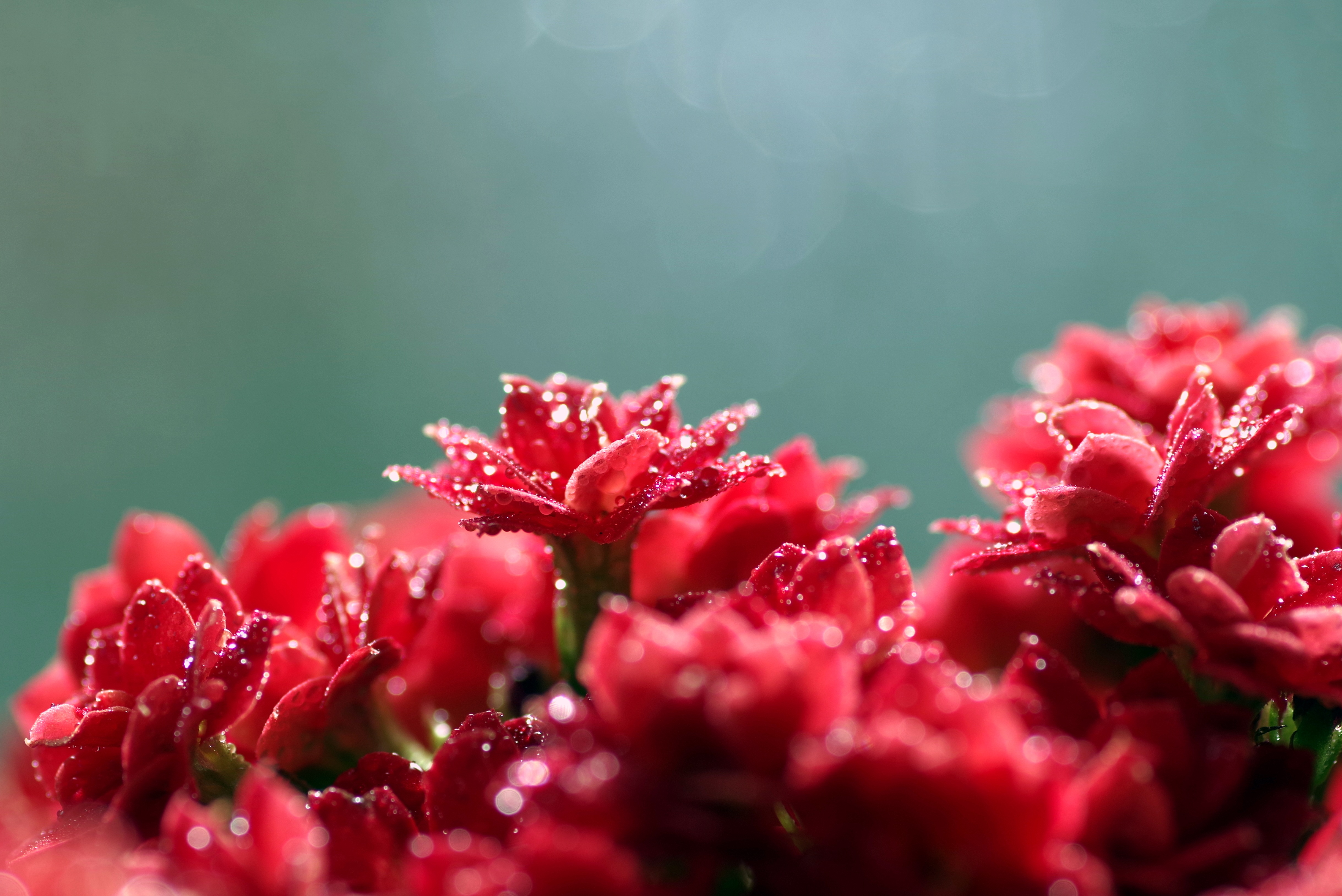 Rubella Flower Red free image download