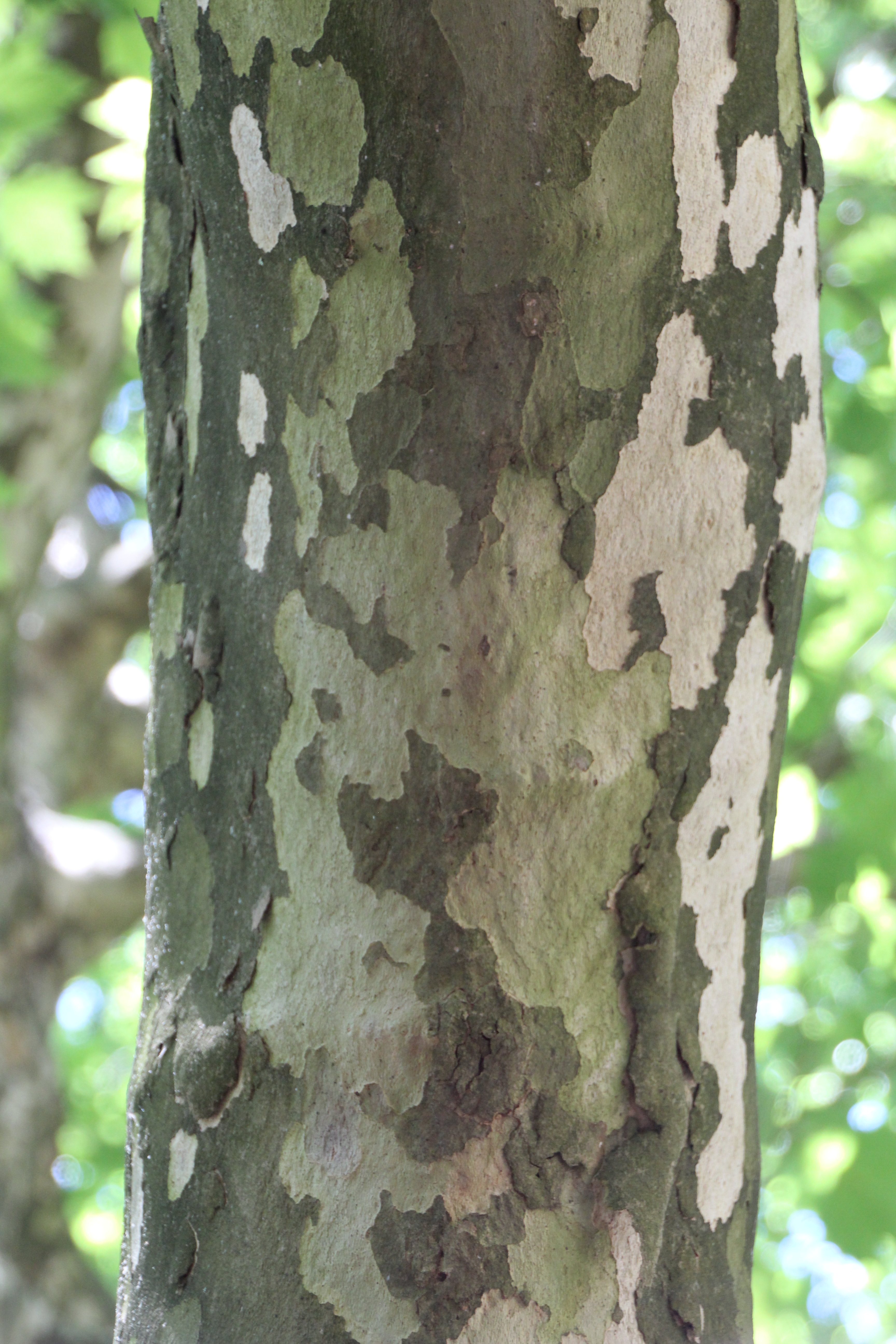 Tree Bark Log free image download