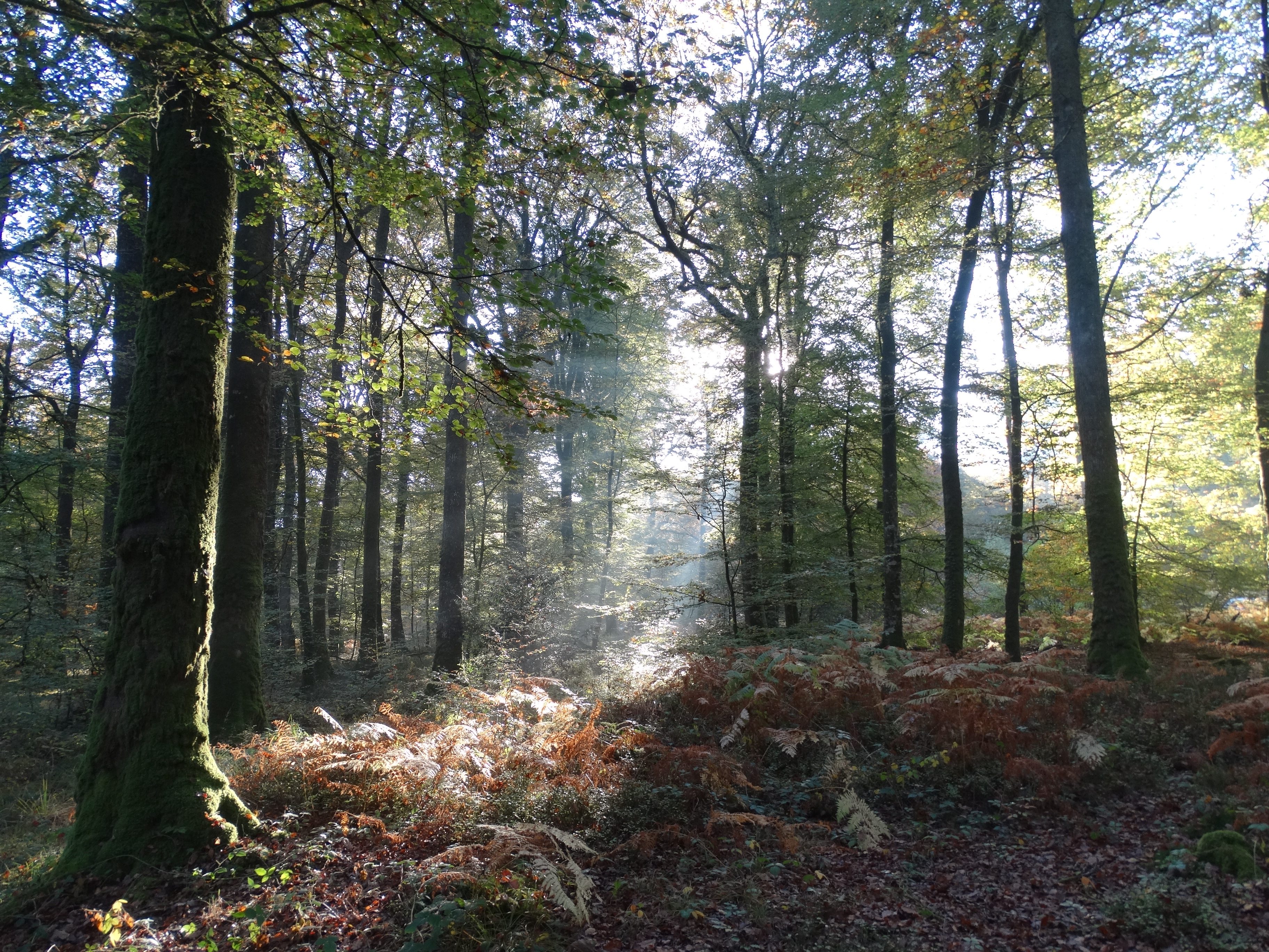 Forest France Normandy free image download
