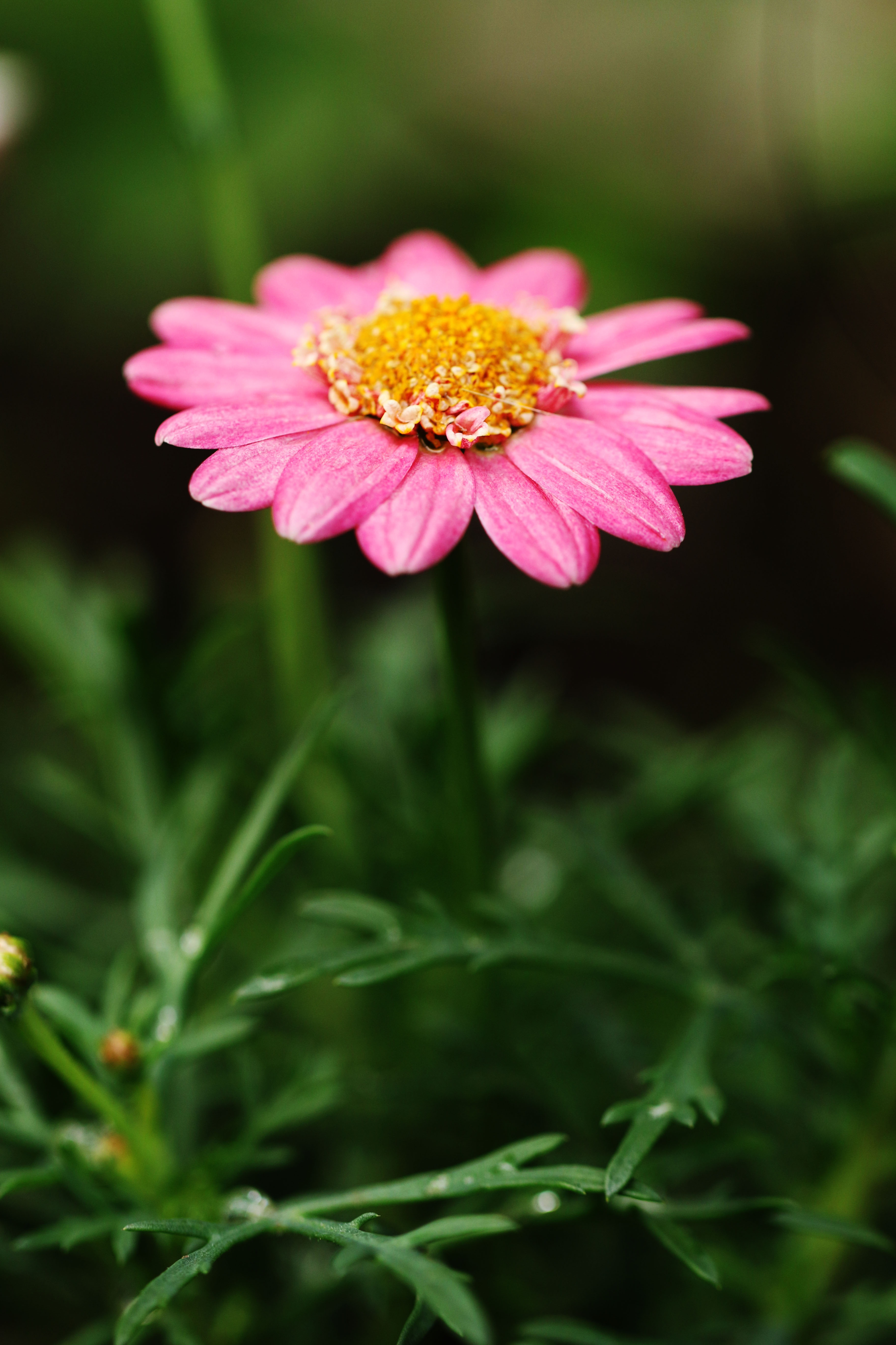 Summer Flower free image download