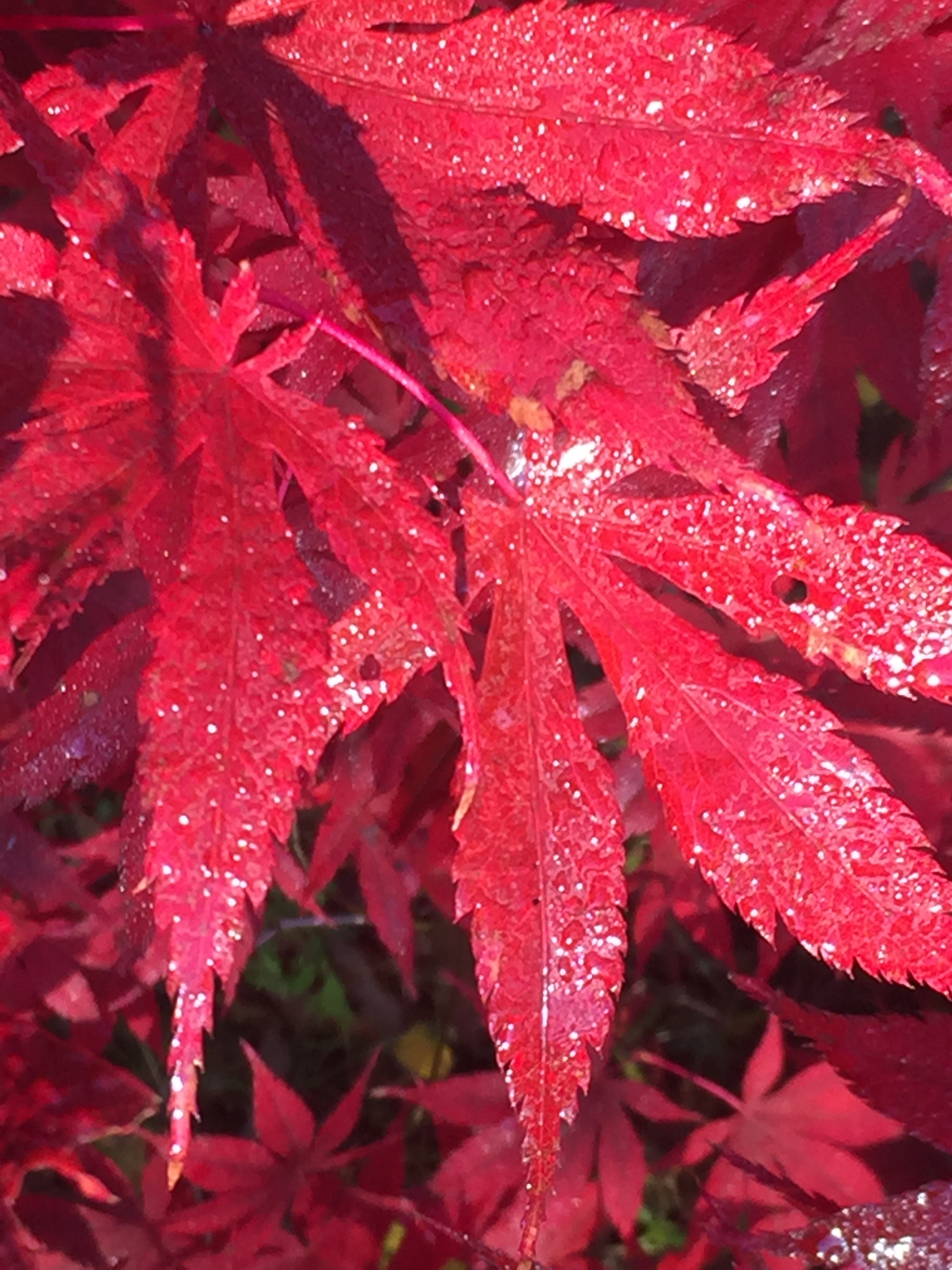 Leaf Red Nature free image download