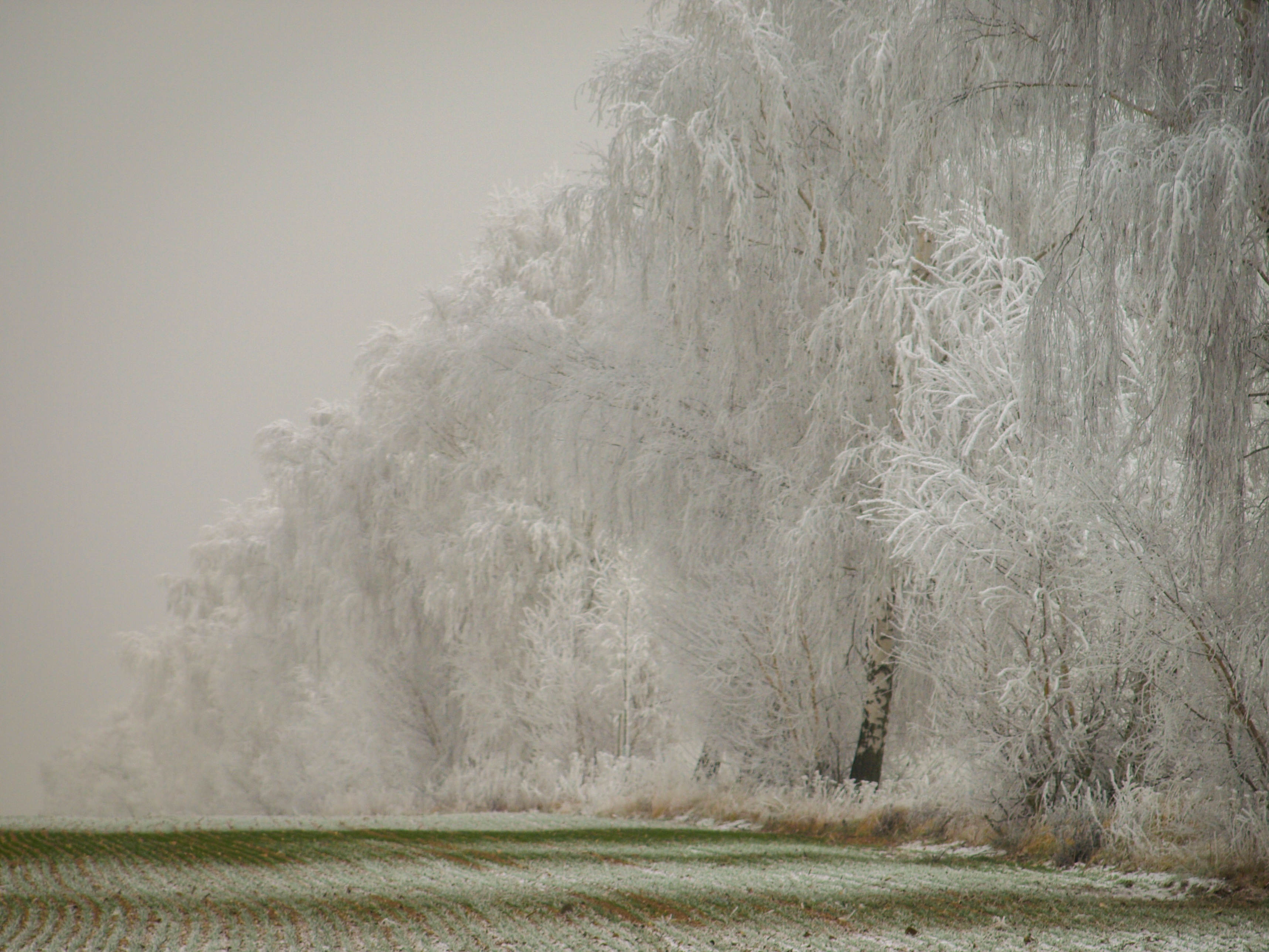 Snow Wintry season free image download