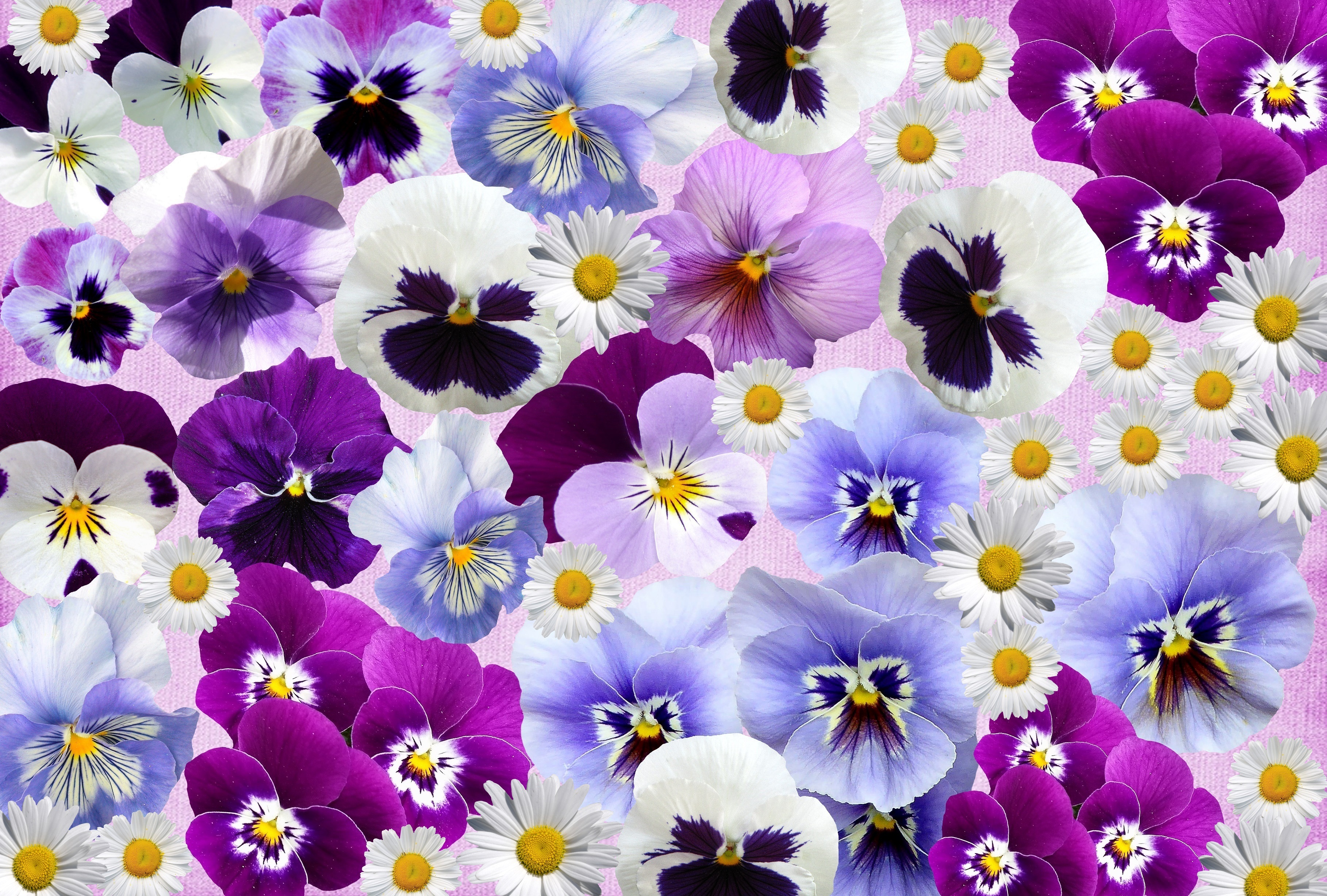 Spring season pansy easter nature free image download