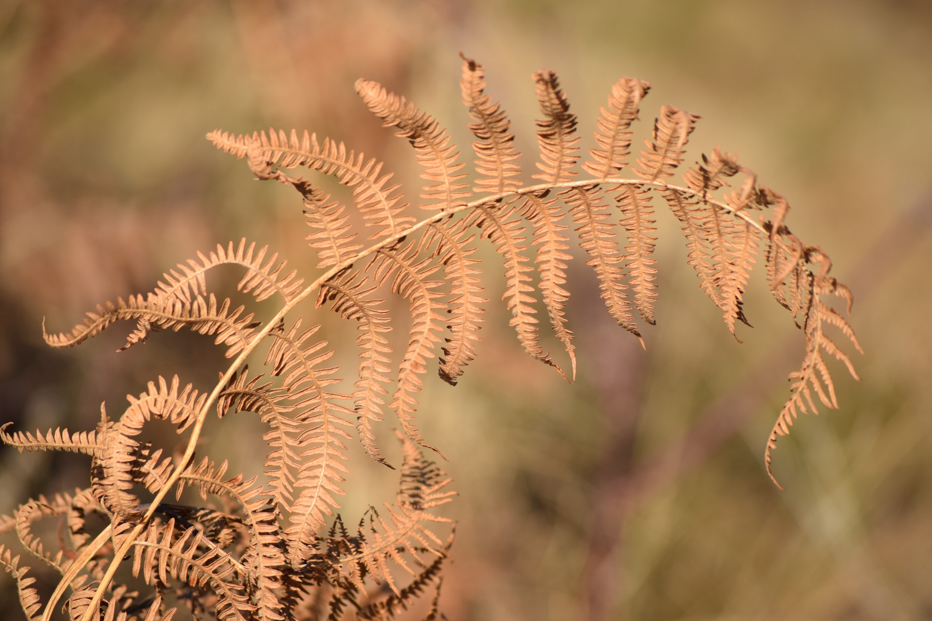 Fern Leaves Nature free image download