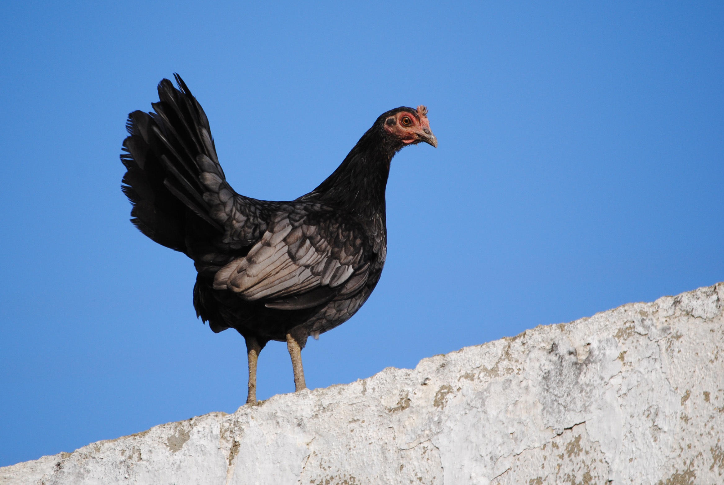 Hen Black Animals free image download