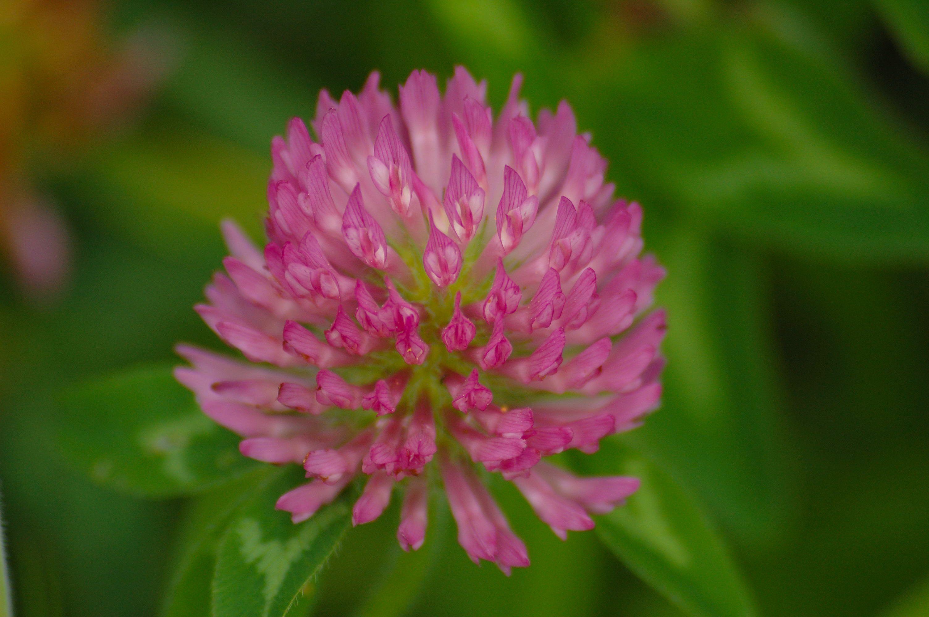 Clover Pink Blossom macro picture free image download