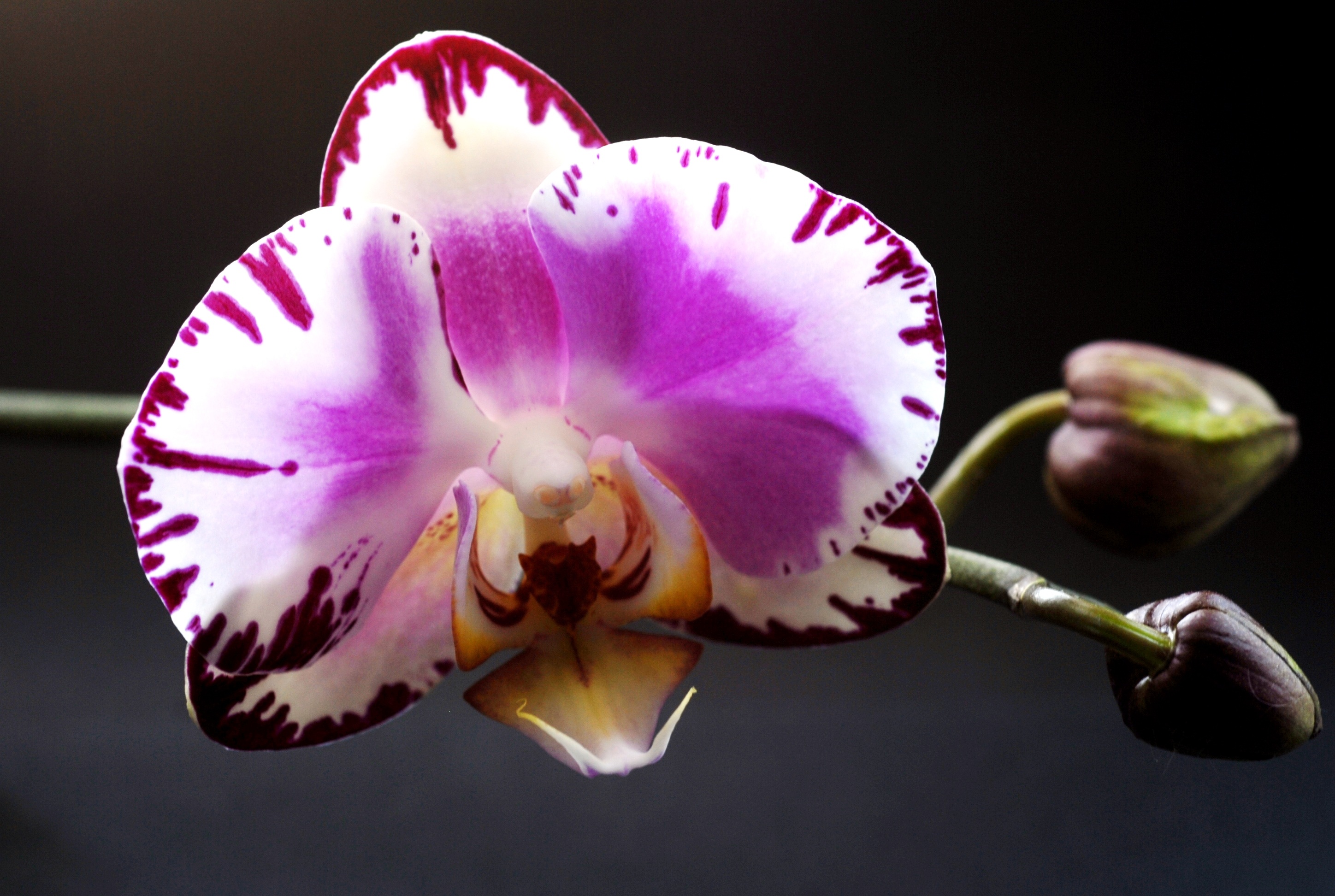 Plant Flower free image download