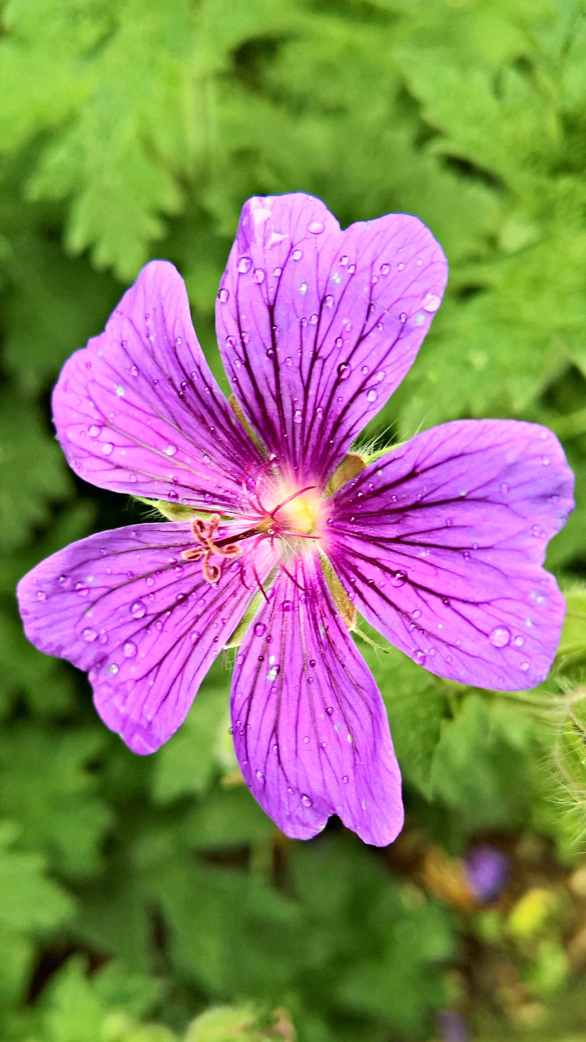 Plant Flower Cranesbill free image download
