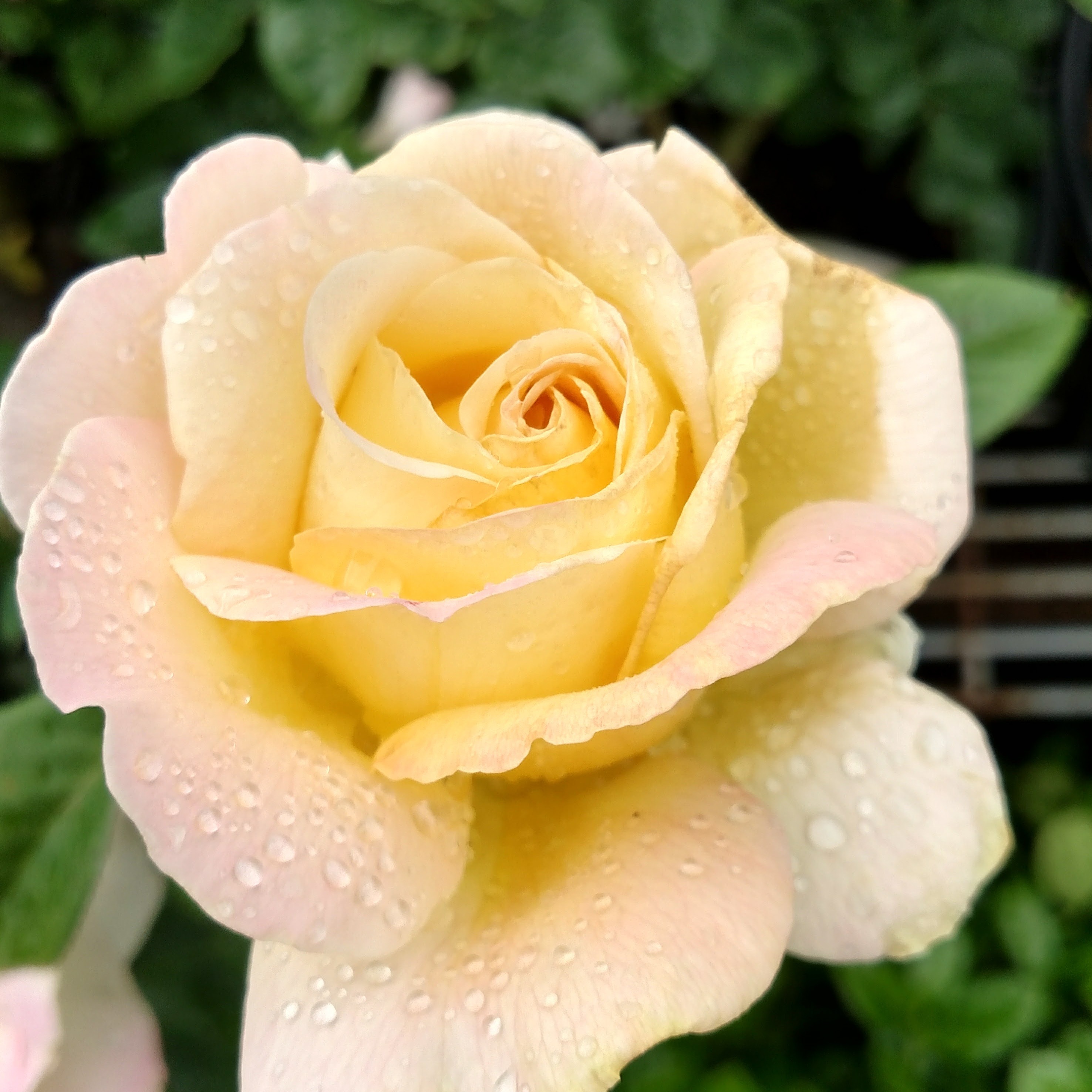 Open rose yellow in the spring free image download
