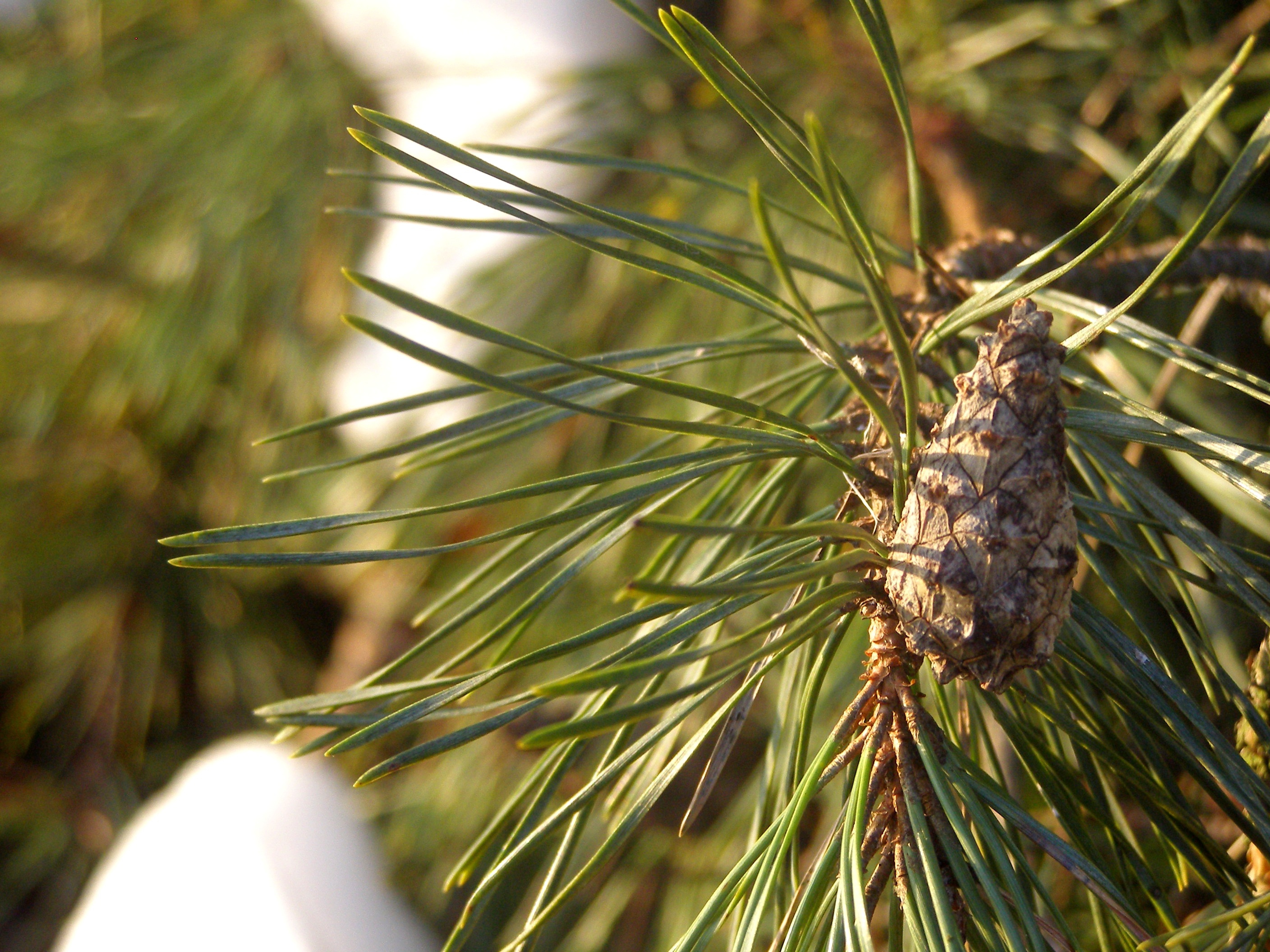 Pine Cone Sprig free image download