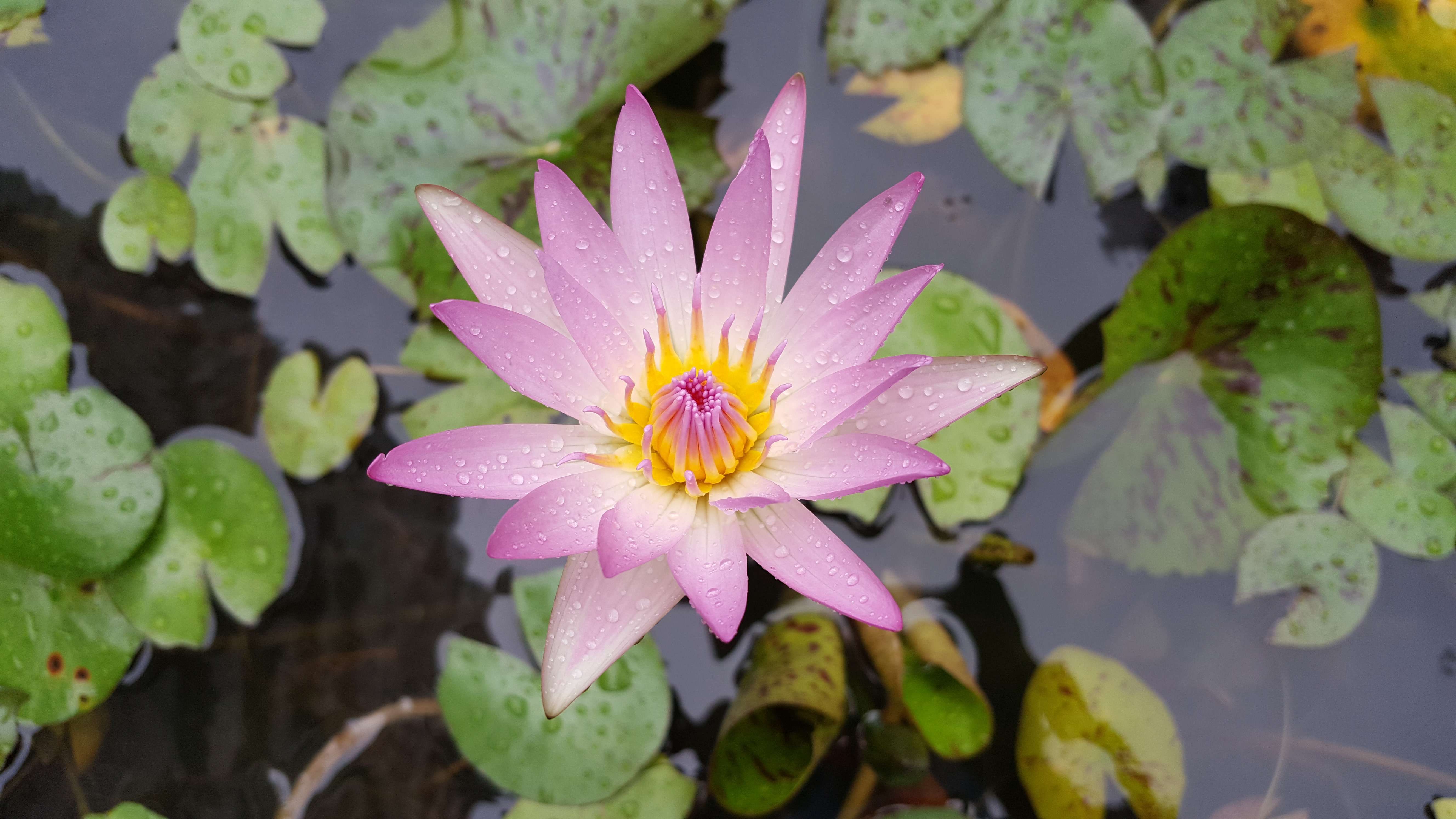 Nymphaea Alba Pink Red Plant free image download