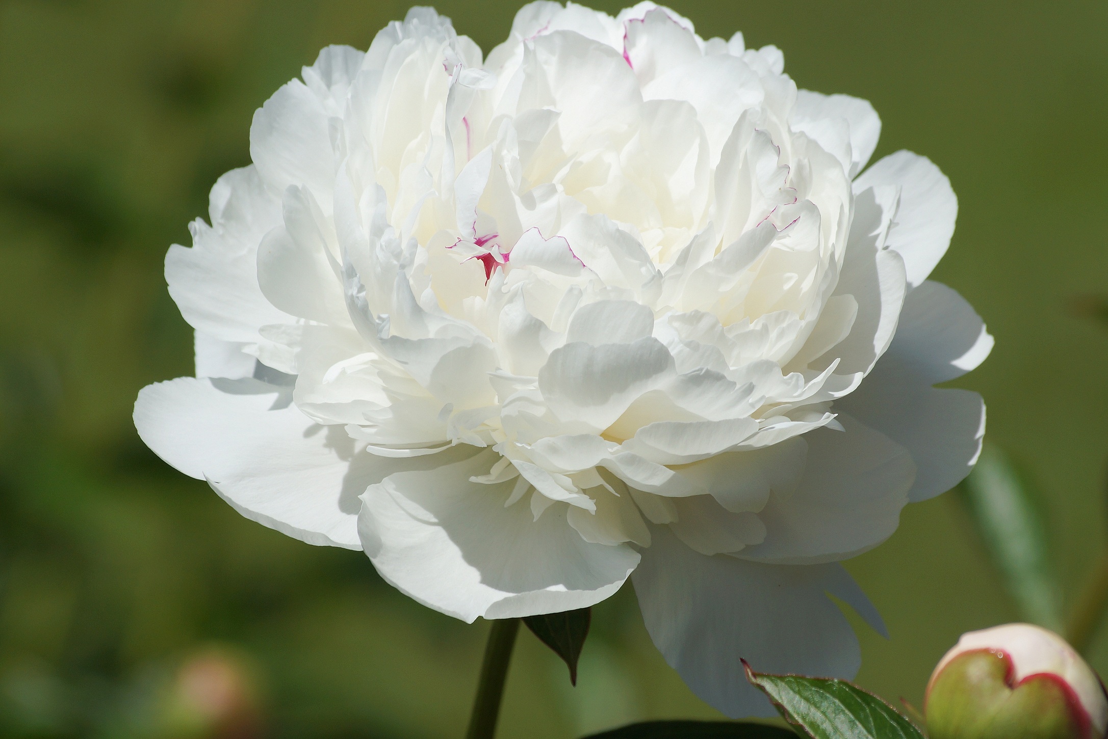 Flowers Spring Peony free image download