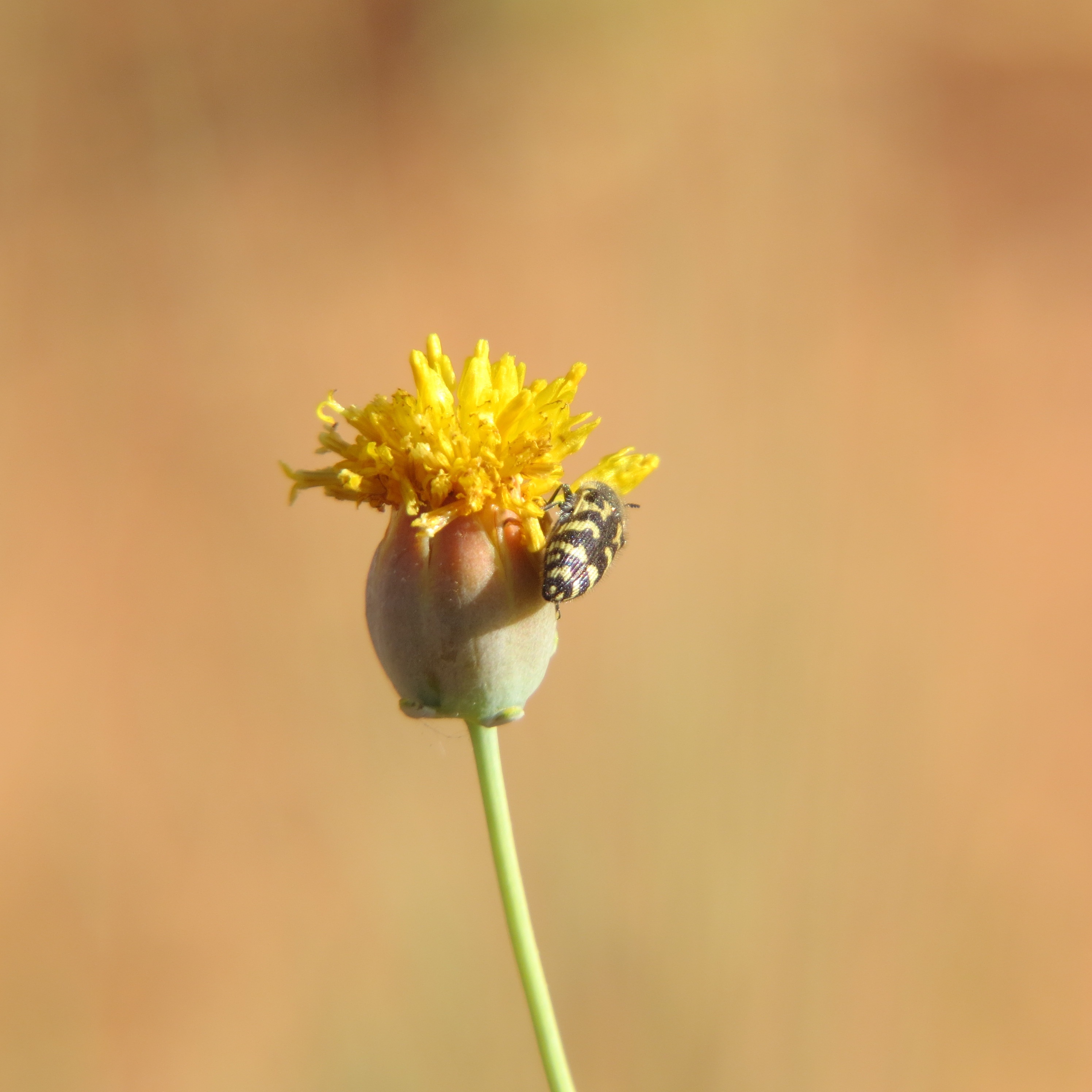 Mini nature flower free image download