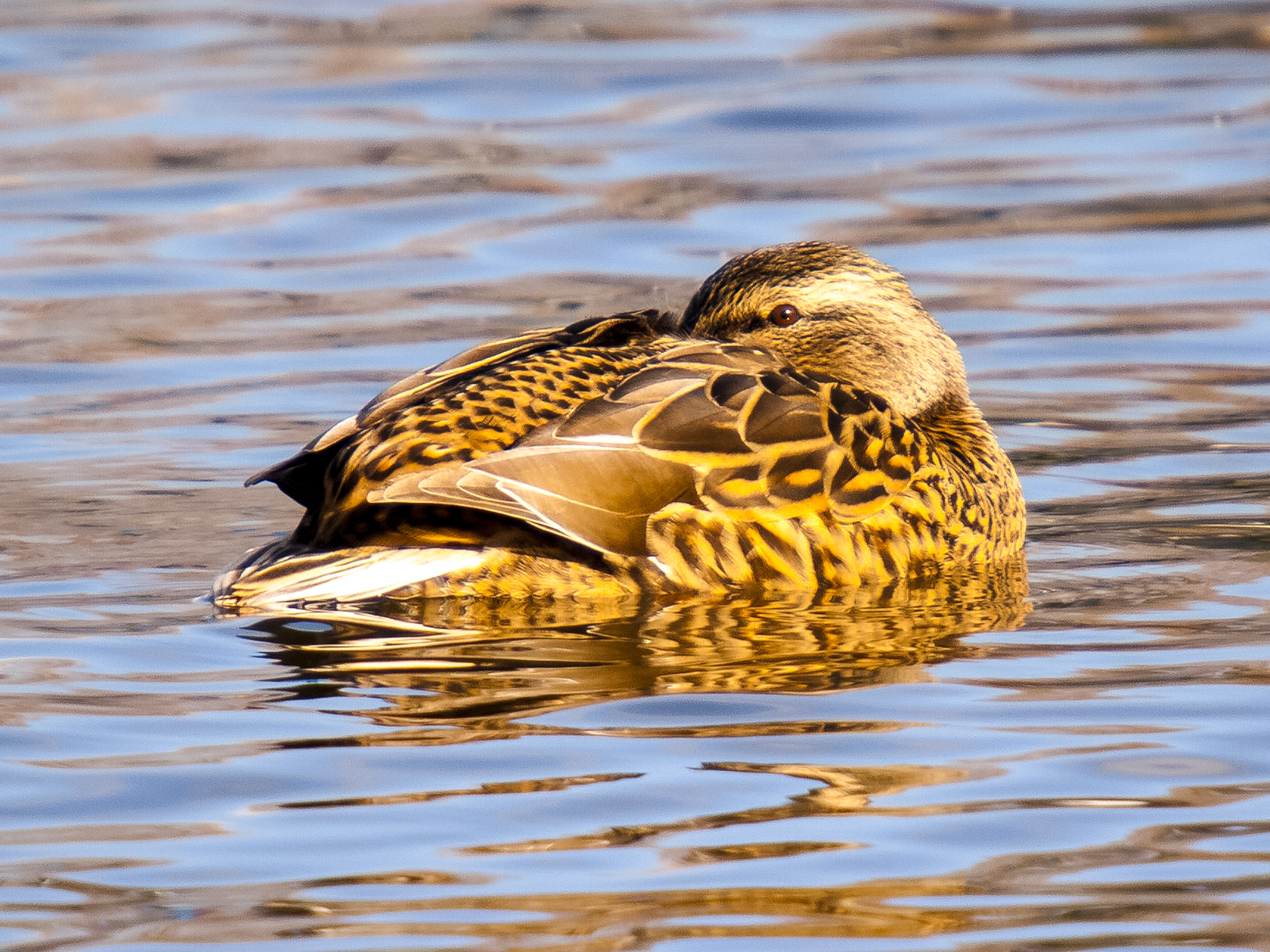 Mallard Duck Bird in water free image download