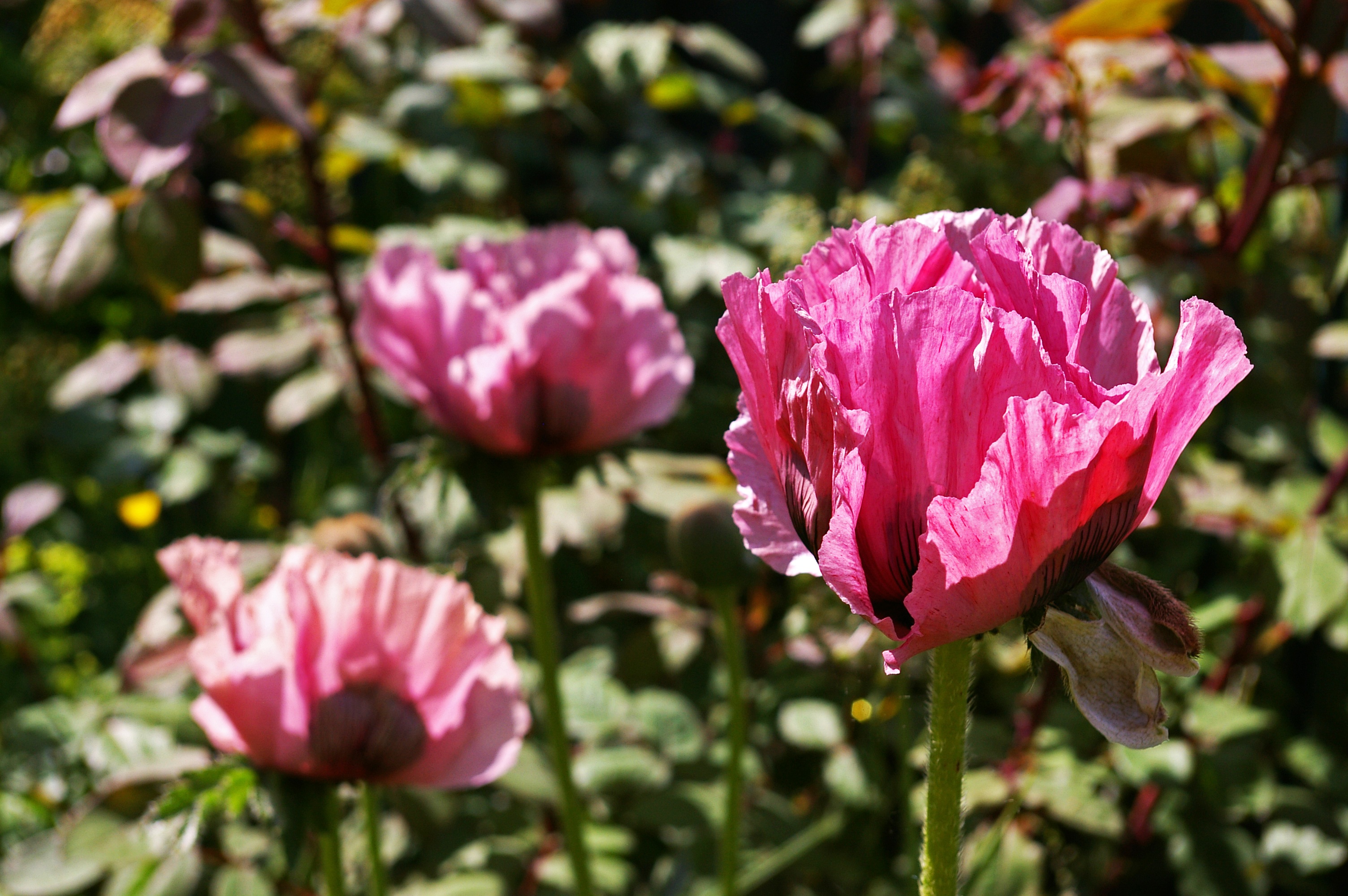 Poppy Garden Flower free image download
