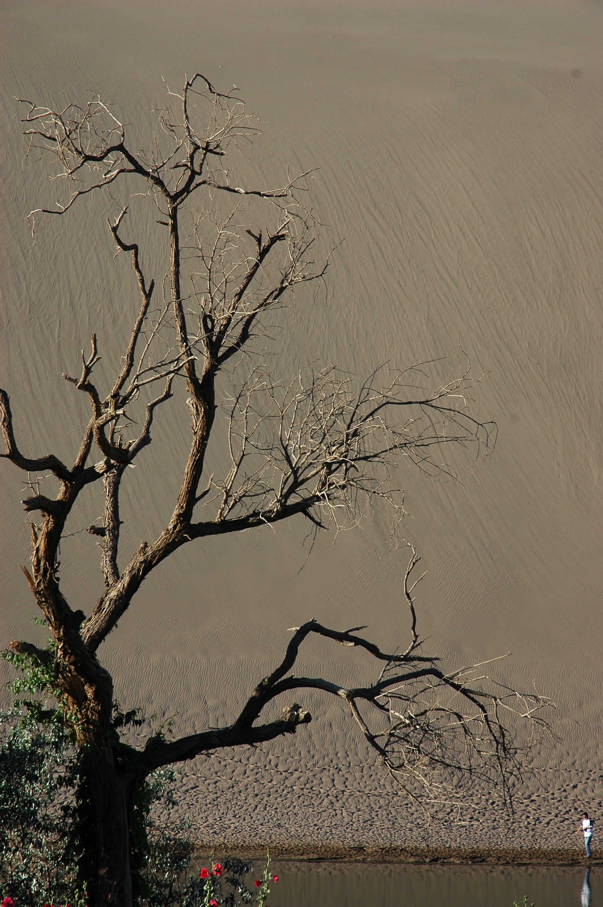 Distant trees free image download