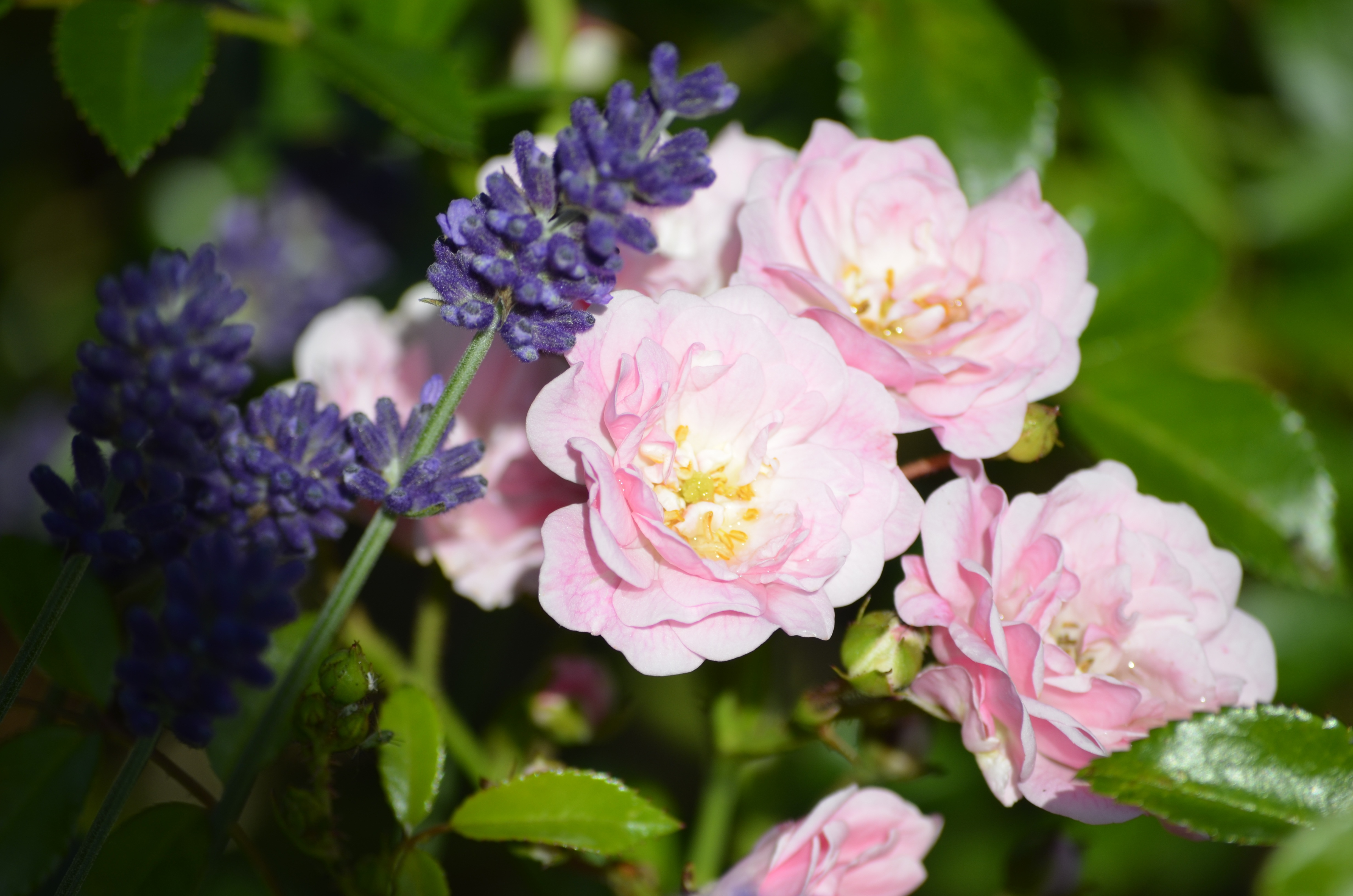 Pink Roses Lavender free image download