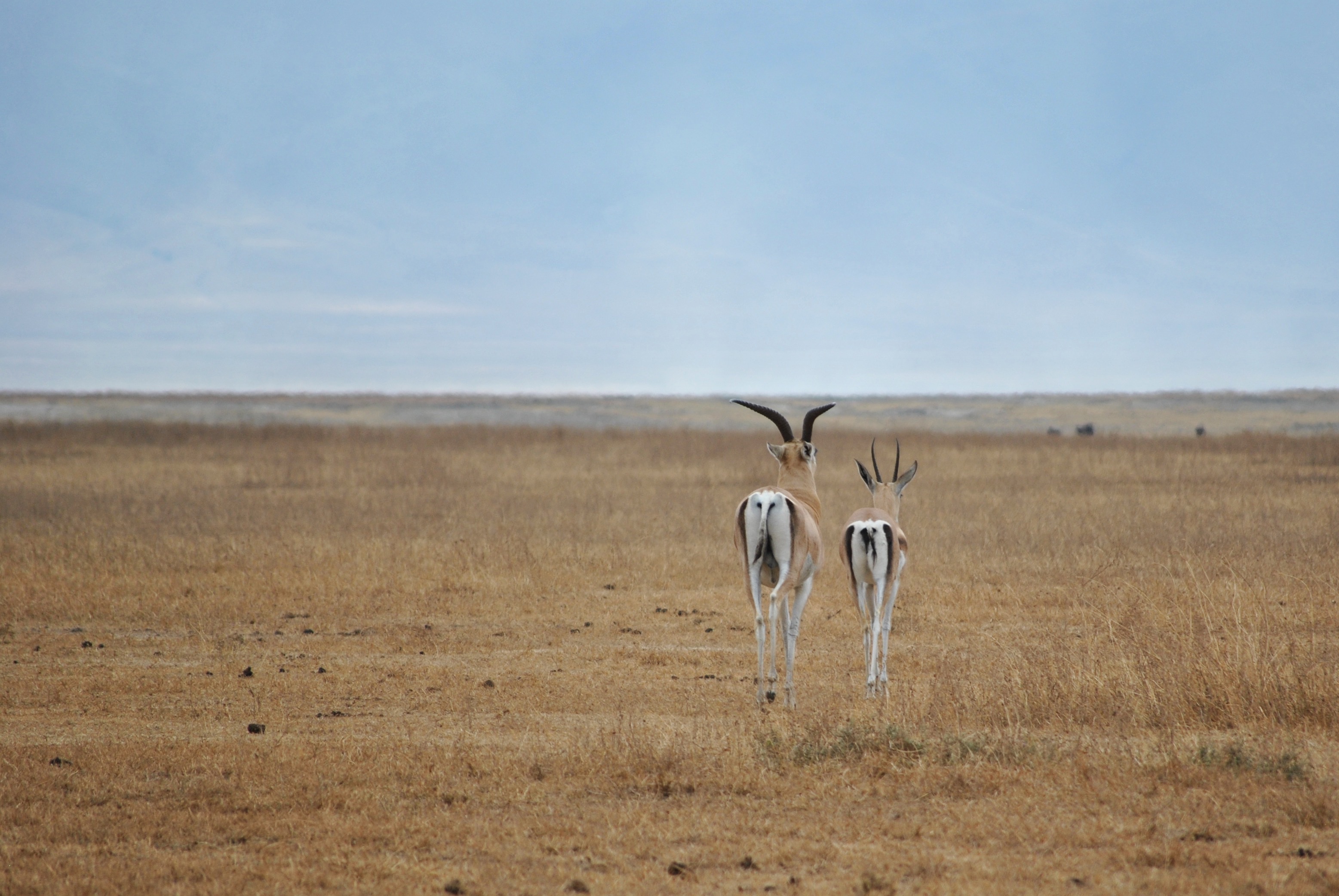 Two antelopes in a wild field free image download