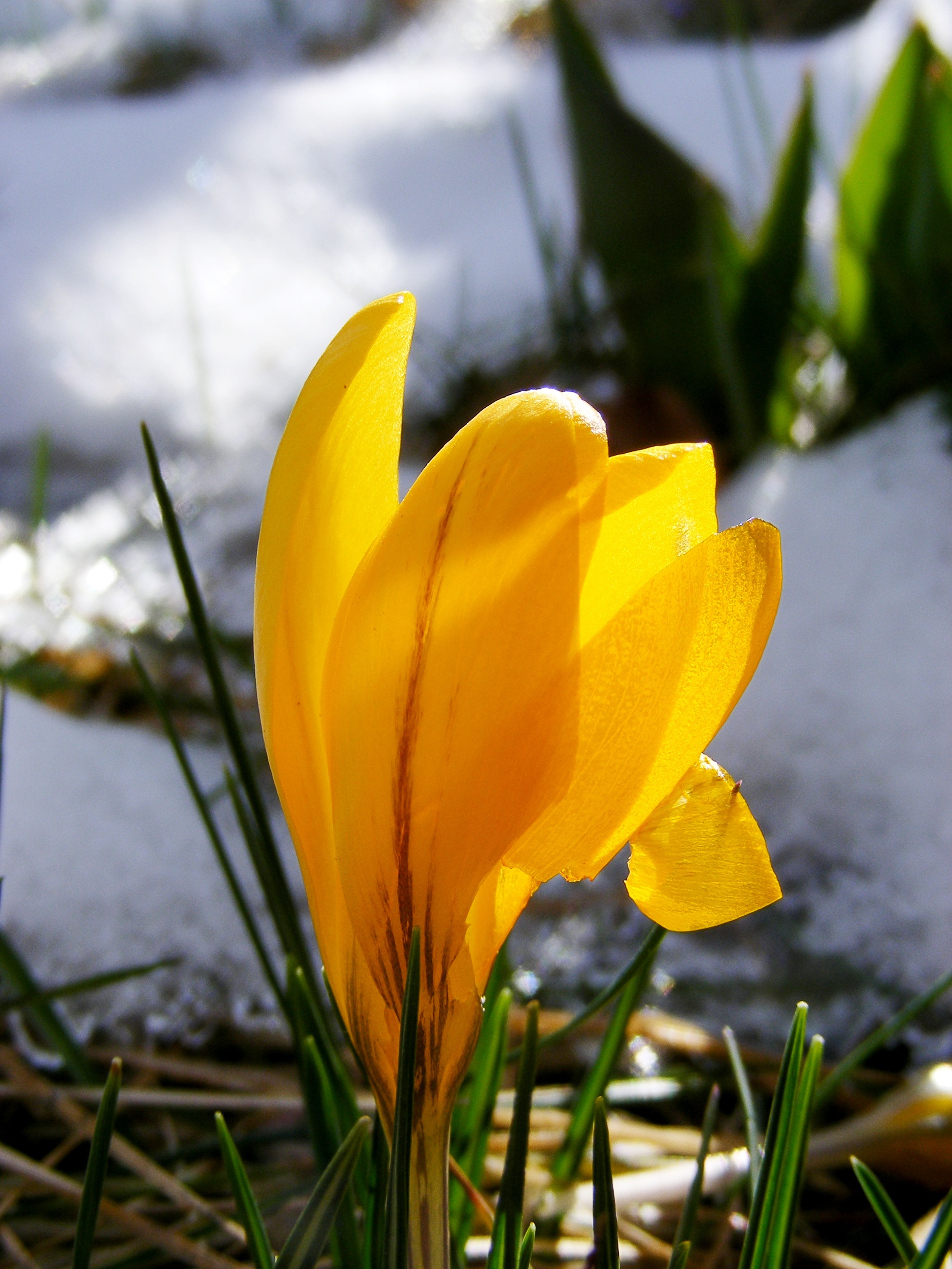 Crocus Yellow Bloom free image download