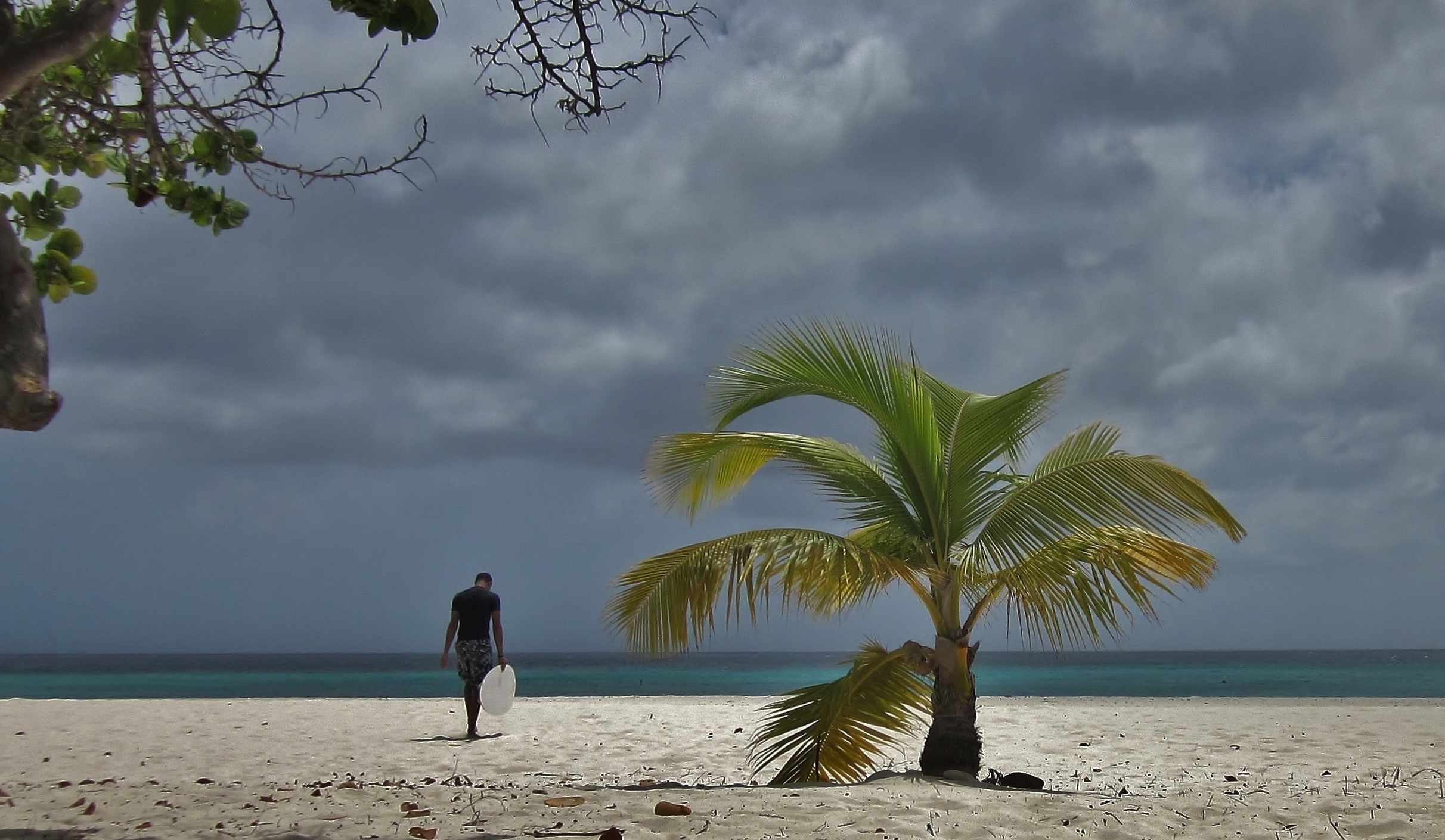 Aruba Palm Tree Surfer free image download