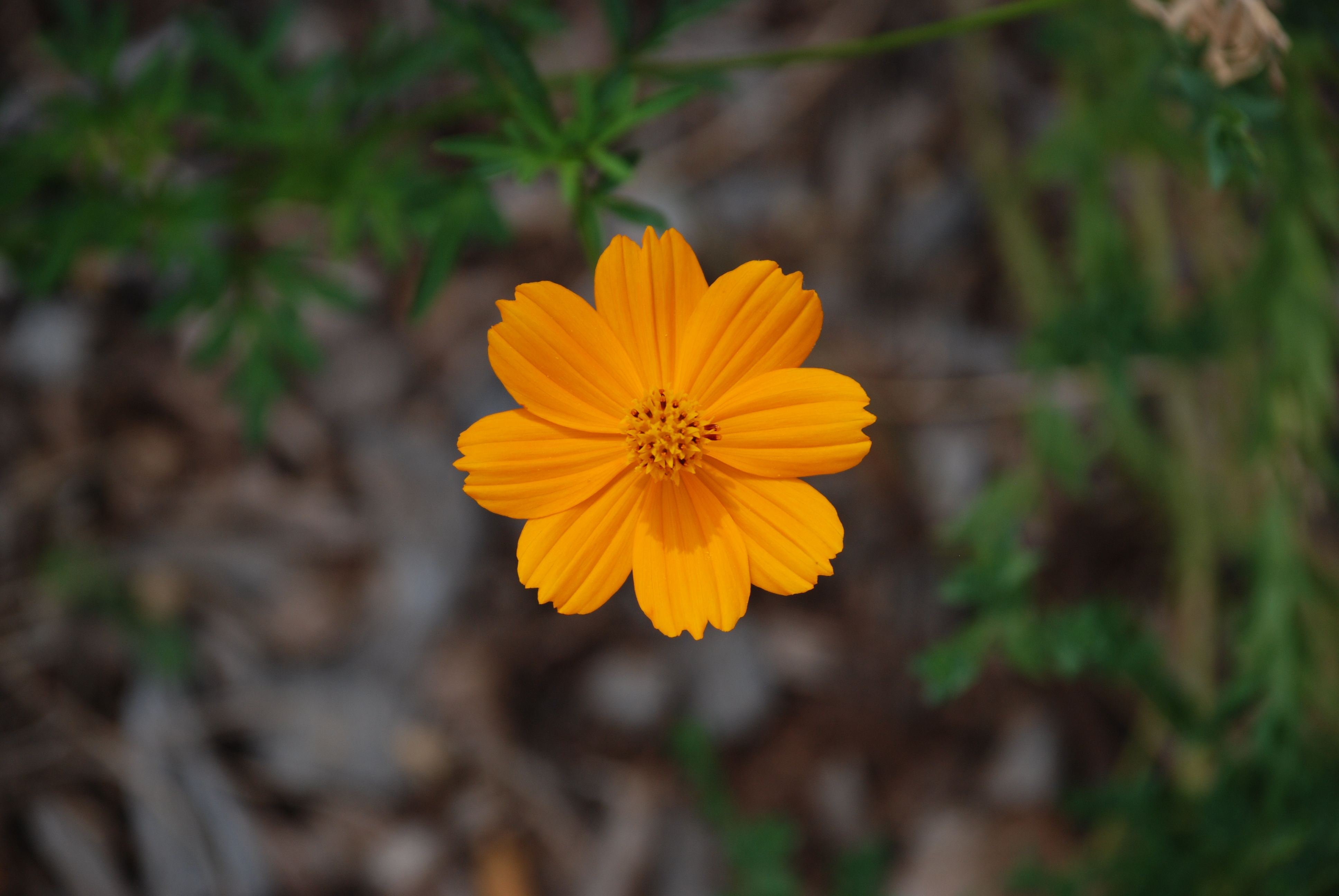 Orange Flower free image download