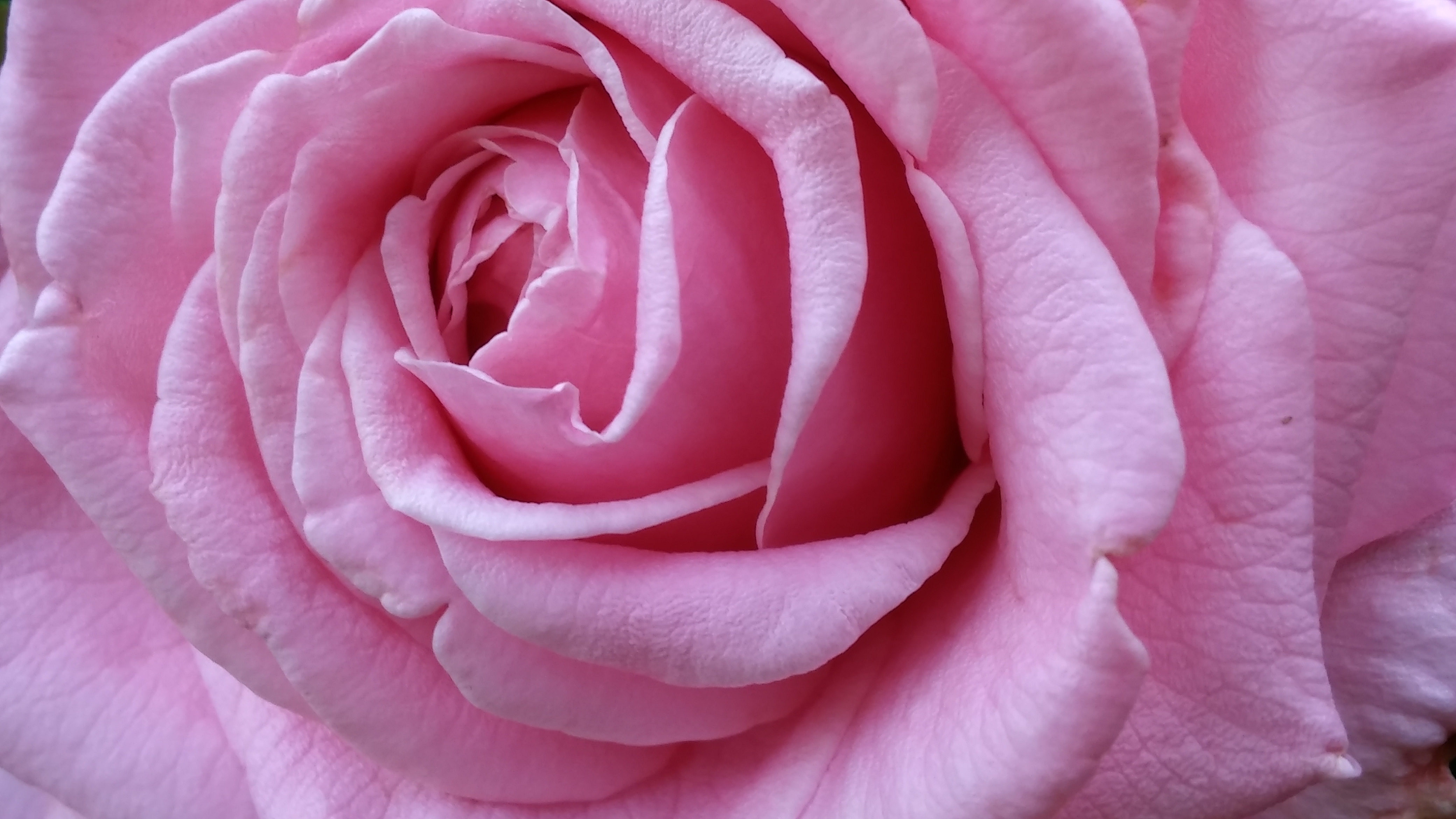 Pretty Beautiful Pink free image download