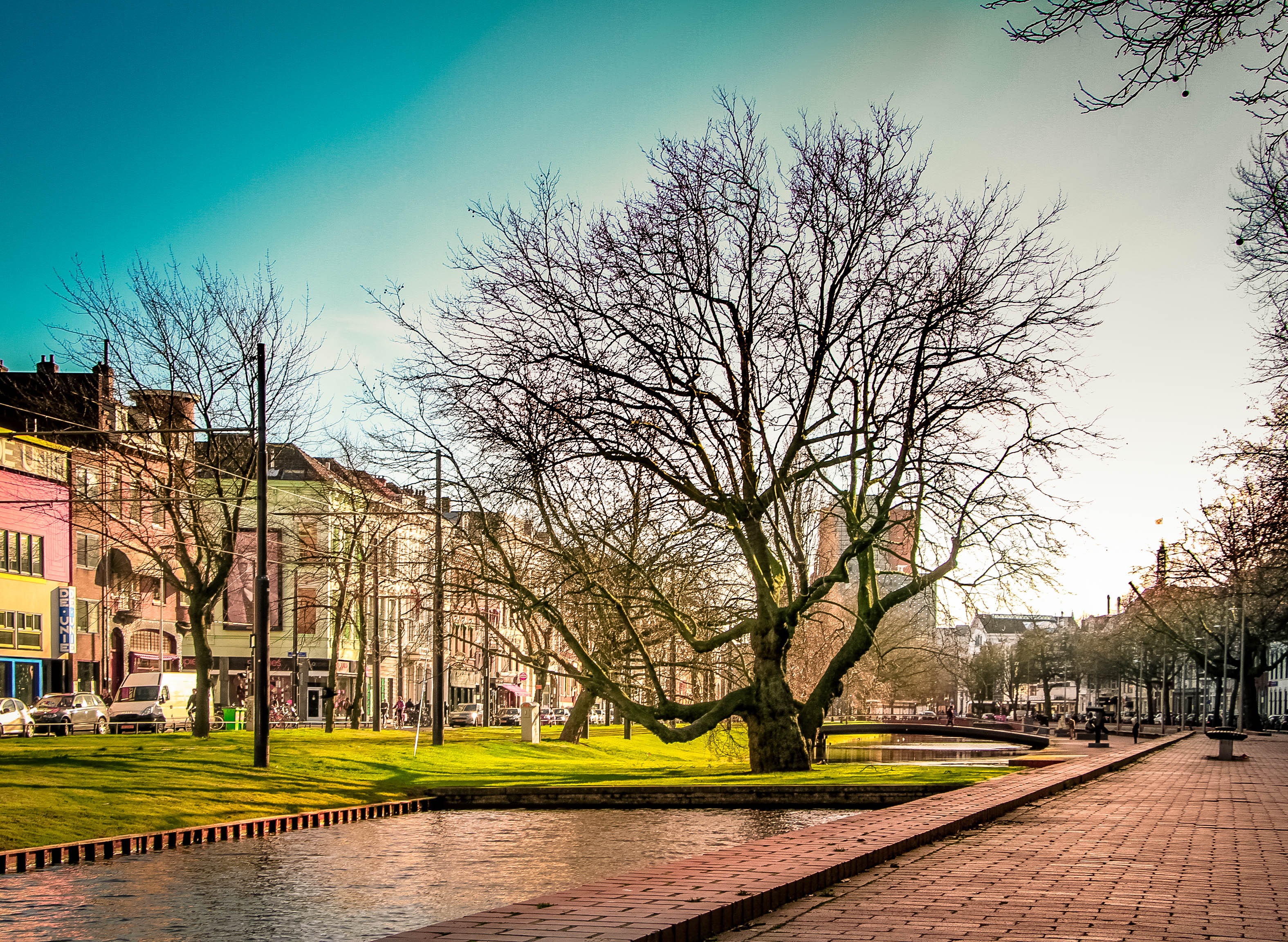Rotterdam Netherlands Tree free image download