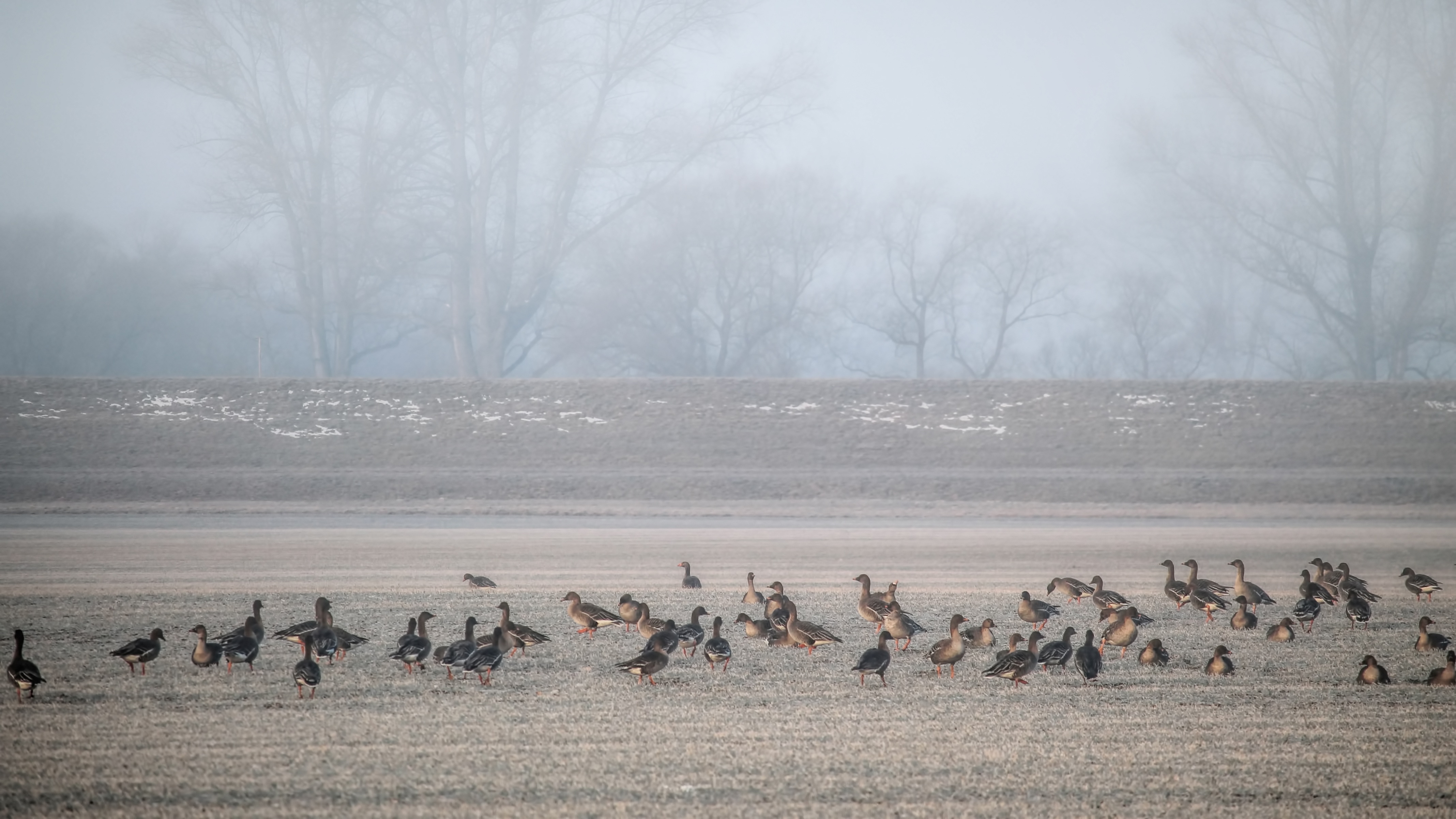 Landscape Fog Geese Wild free image download