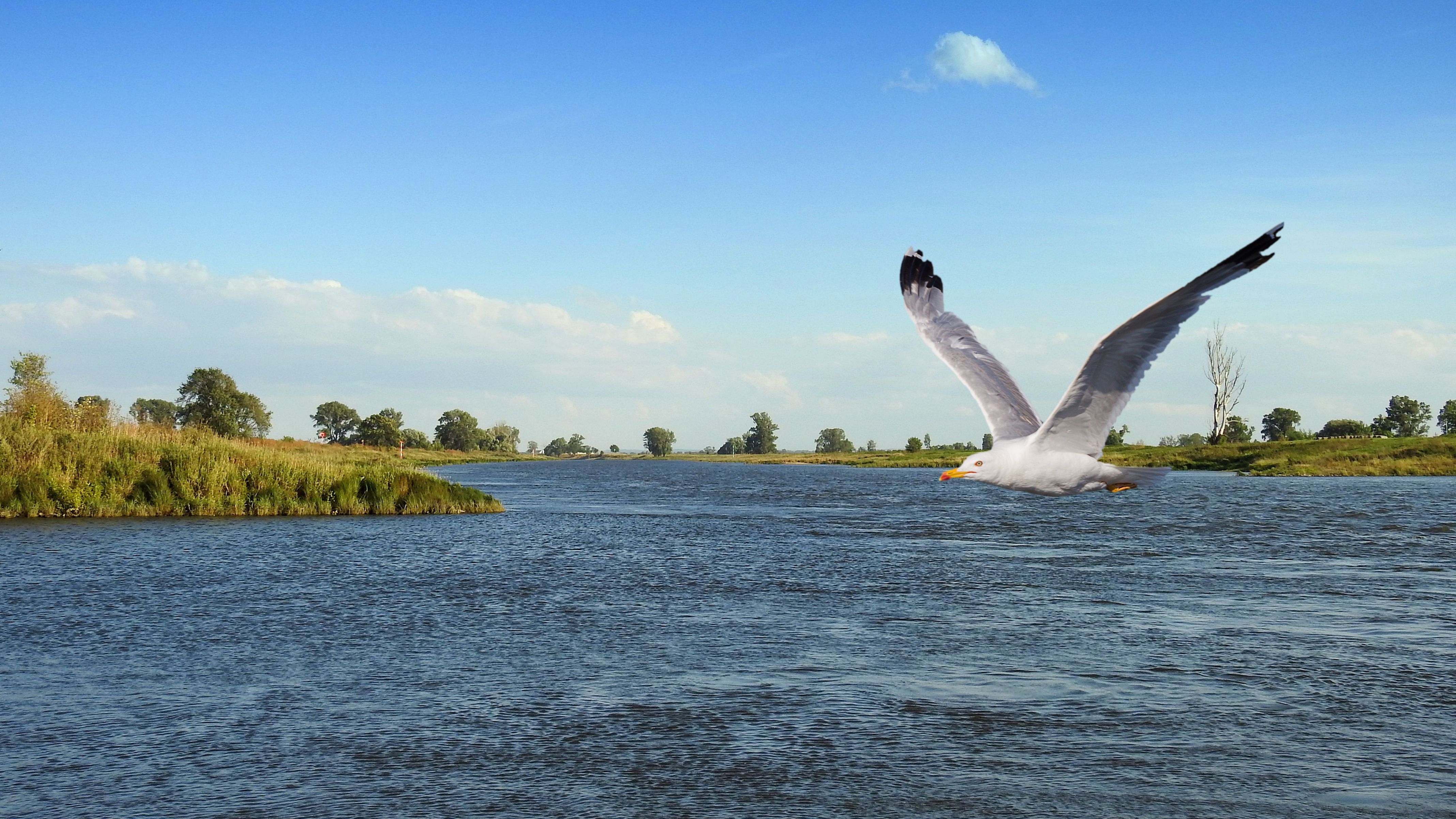 Seagull flies across the river free image download