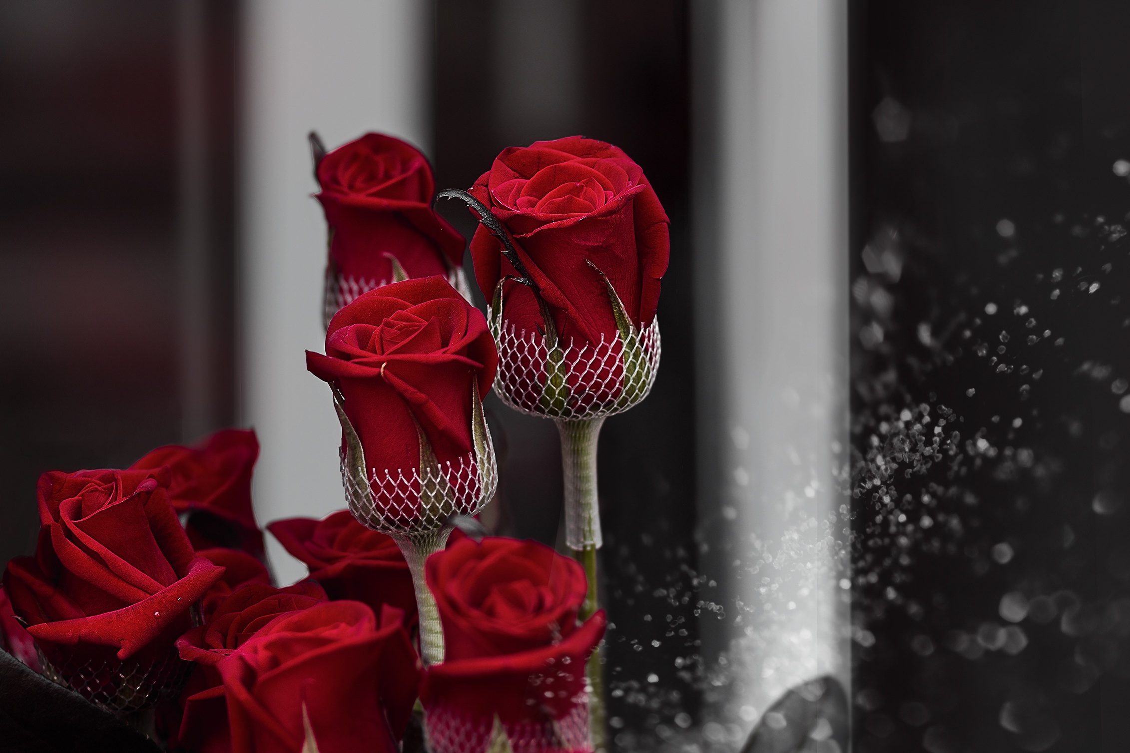 Monochrome photo of red Roses Flowers bouquet free image download