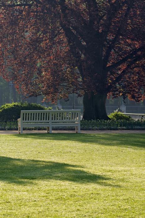 Tree Bench Park free image download