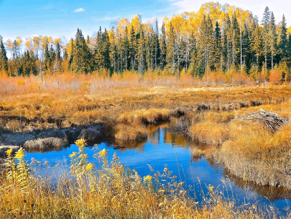 Autumn Bog Nature scenery free image download