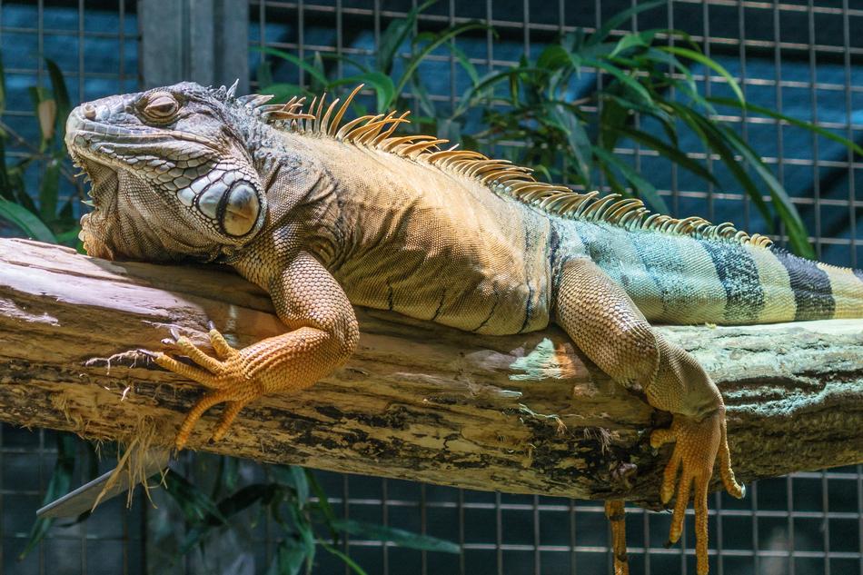 Iguana pole landscape free image download
