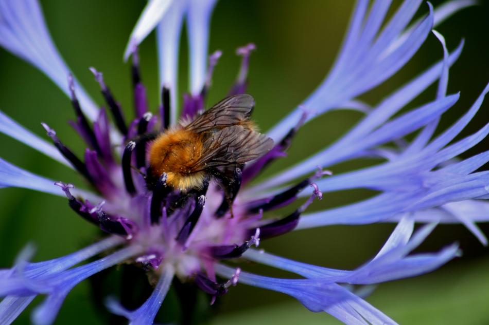 Bee Flower Nature free image download