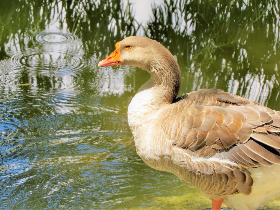 Water Fowl Colorful Wildlife free image download