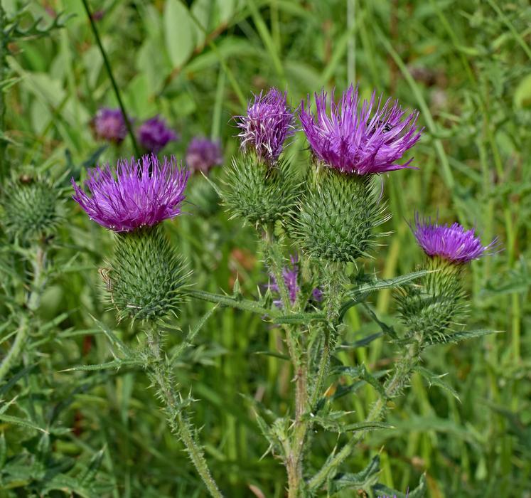 Common Thistles Wildflower Flower free image download