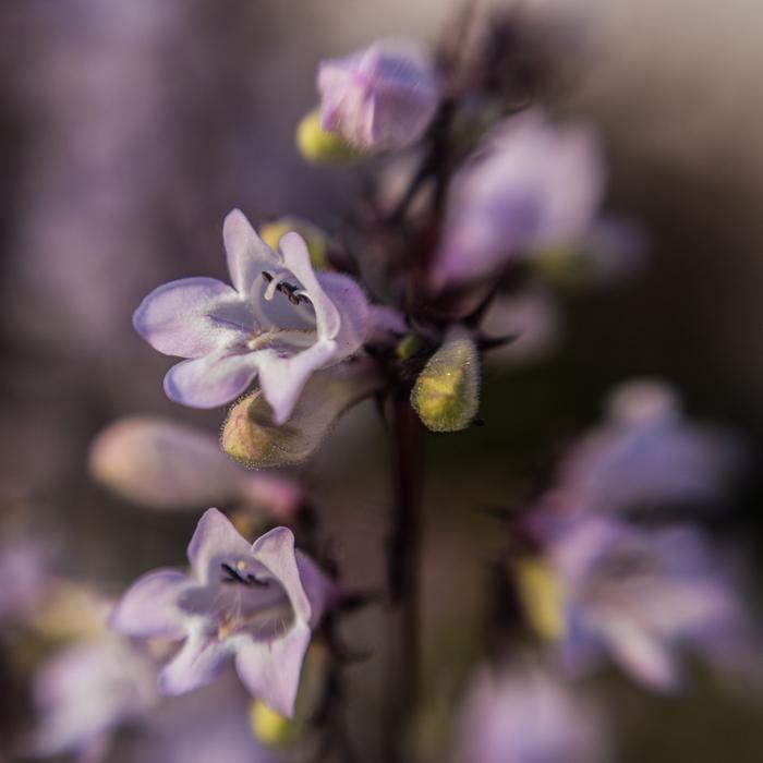 Floral Spring Nature free image download