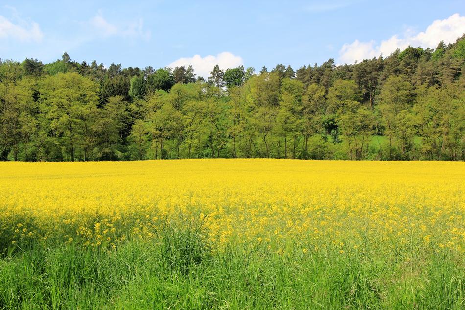 Oilseed Rape Field Of Rapeseeds free image download